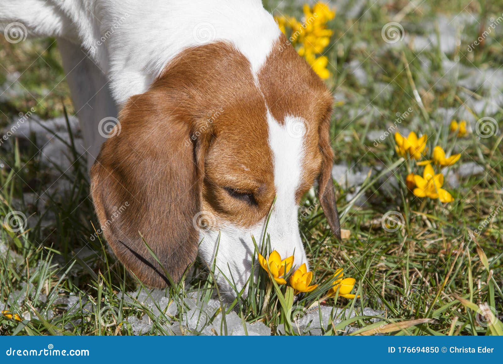 Beagle faces spring stock photo. Image of yellow, head - 176694850