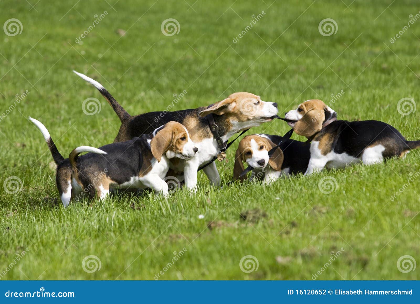 Beagle familiy playing stock photo. Image of head, brown - 16120652