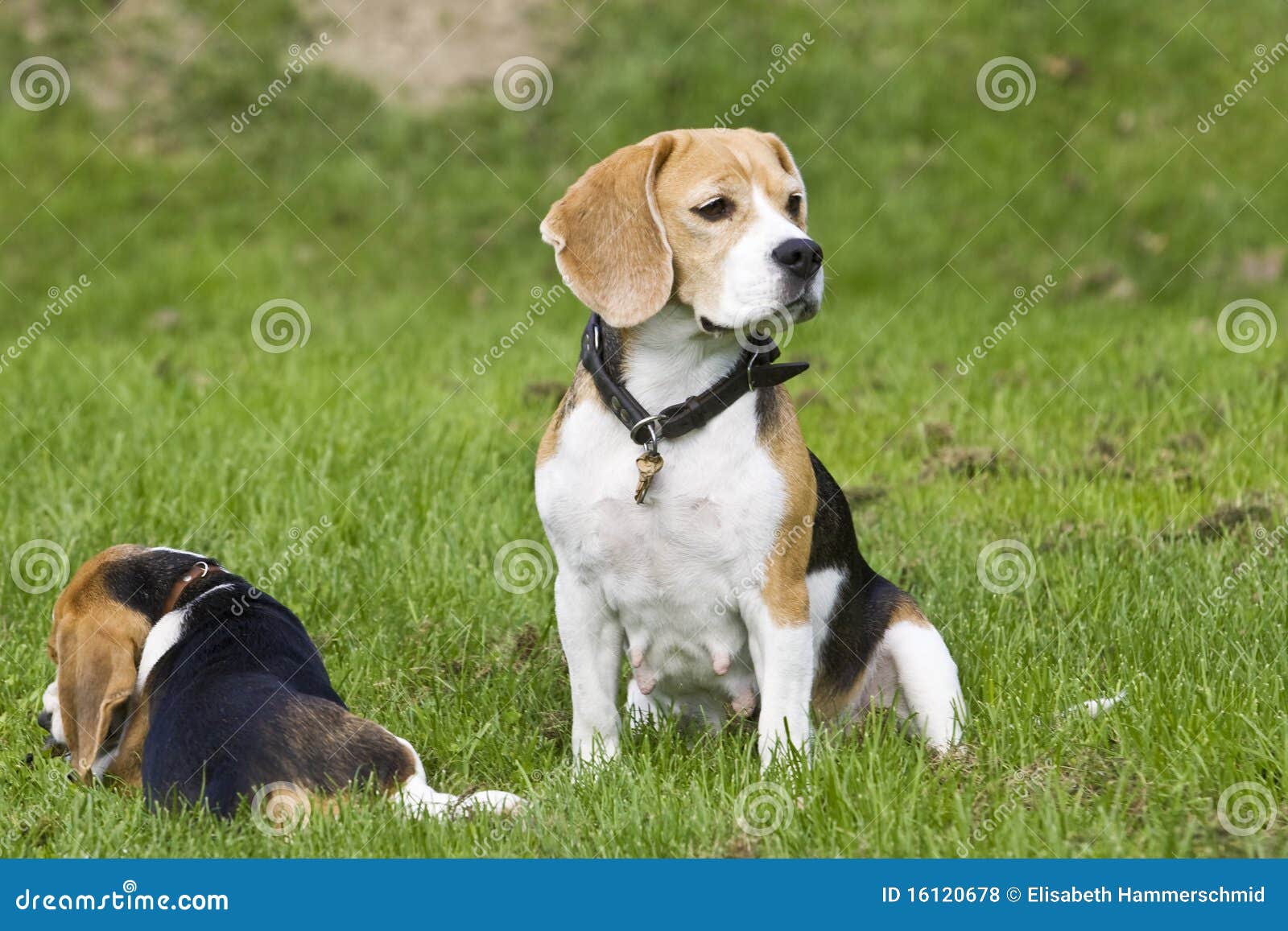 Adult Female Beagles