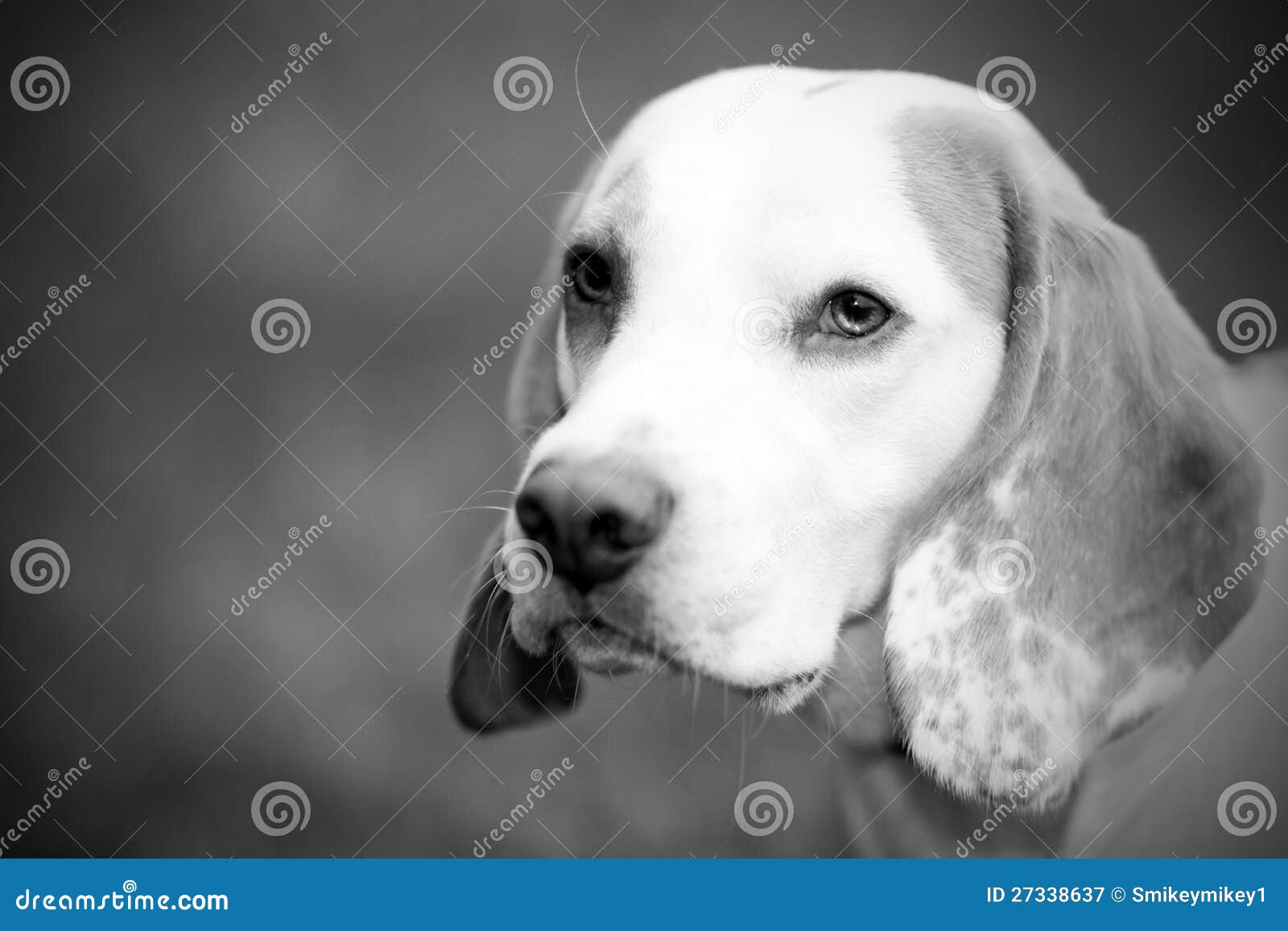 Beagle in a Field Looking Up Stock Image - Image of nose, canine: 27338637