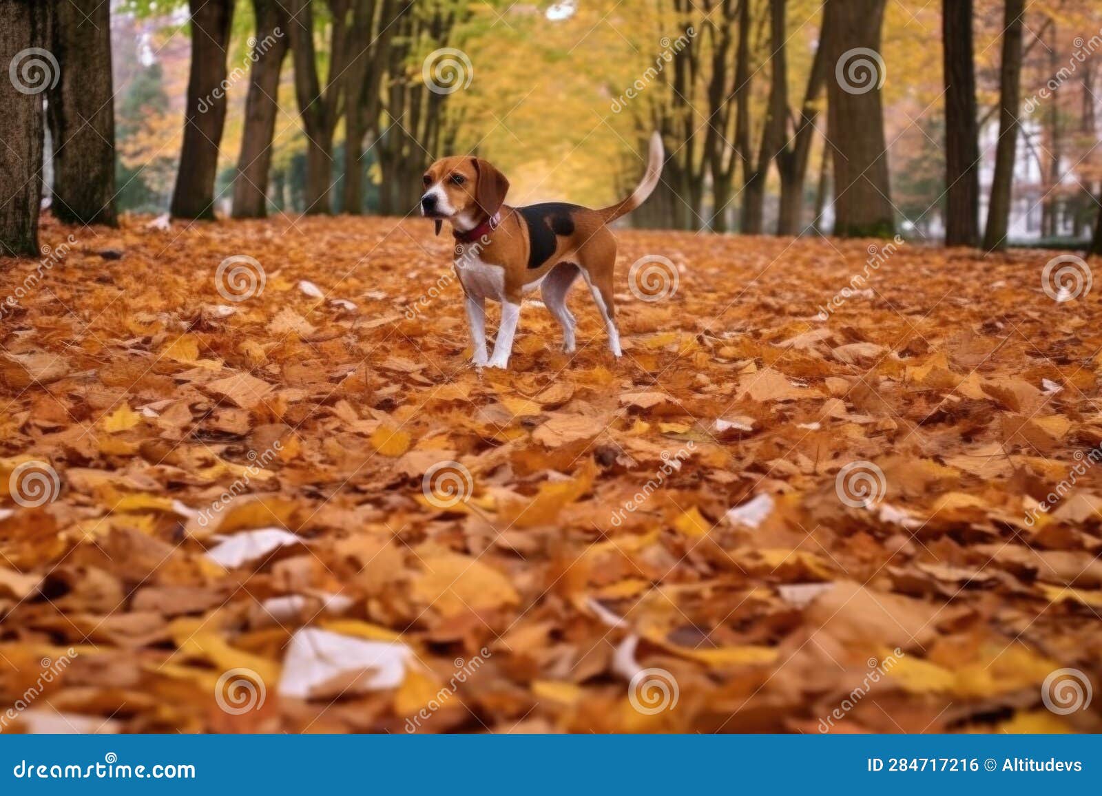 Beagle Following Scent through Autumn Leaves Stock Illustration ...