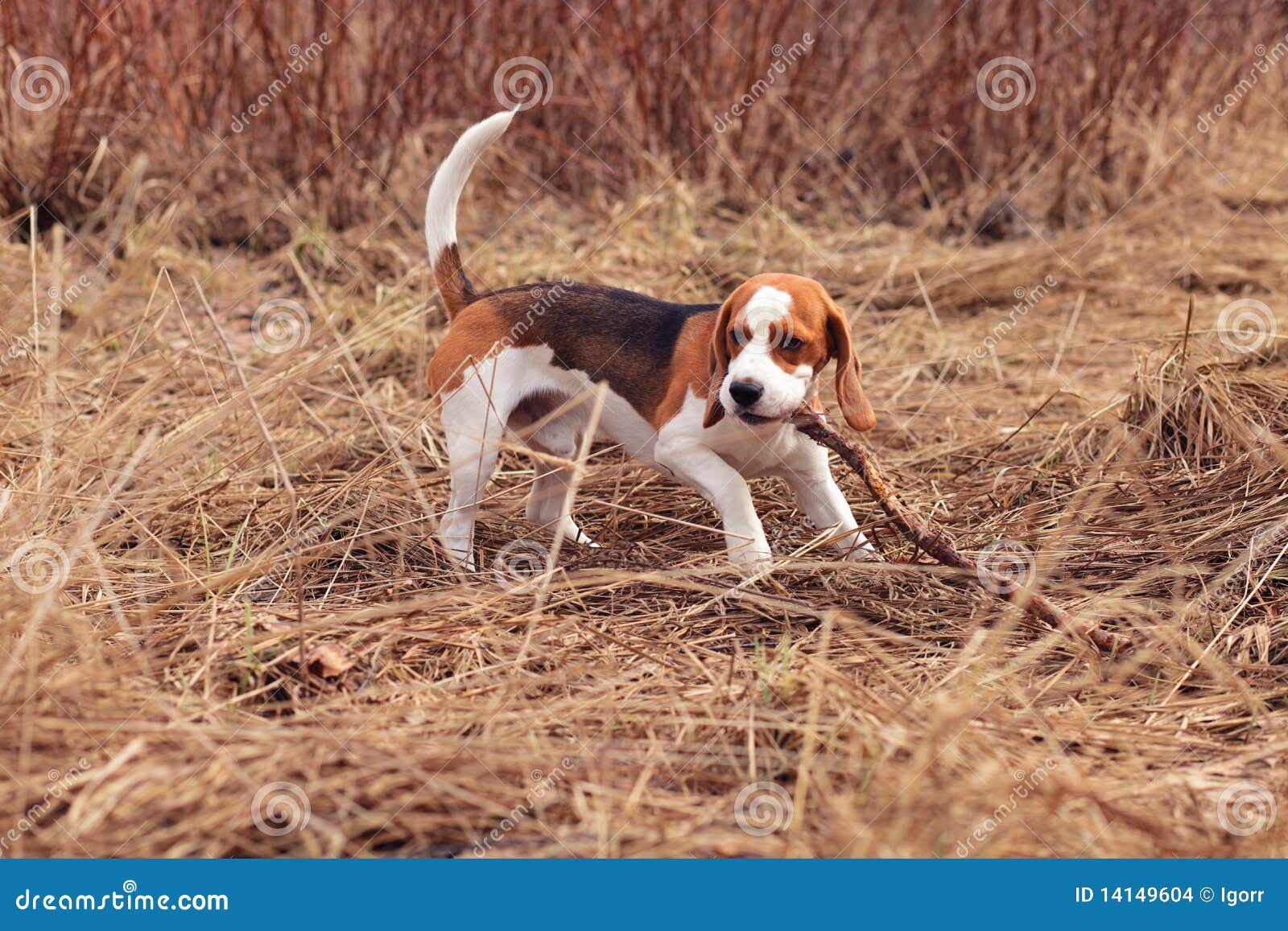 Beagle in forest stock photo. Image of moving, hunts - 14149604