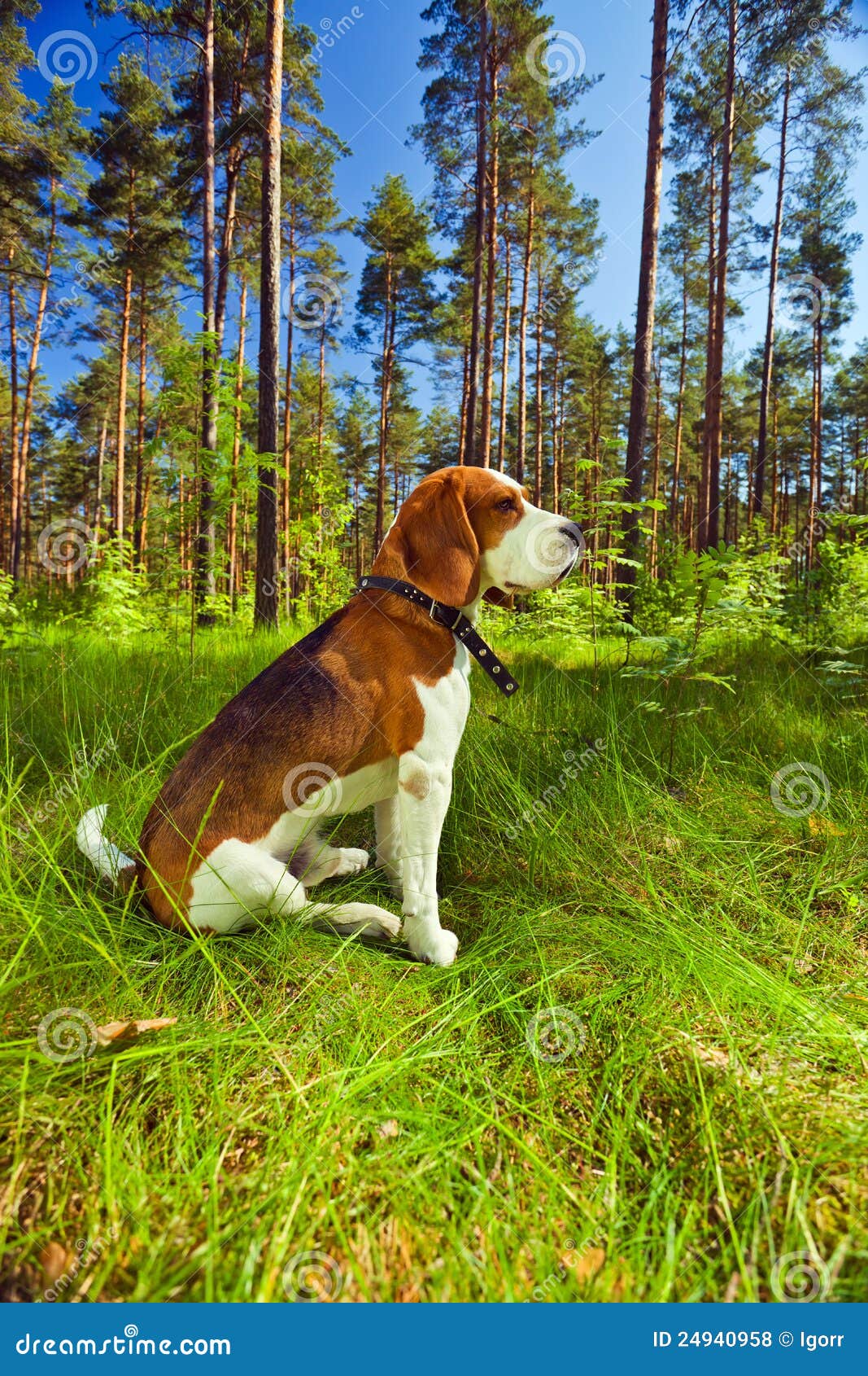 Beagle in forest stock photo. Image of mammal, sunlight - 24940958