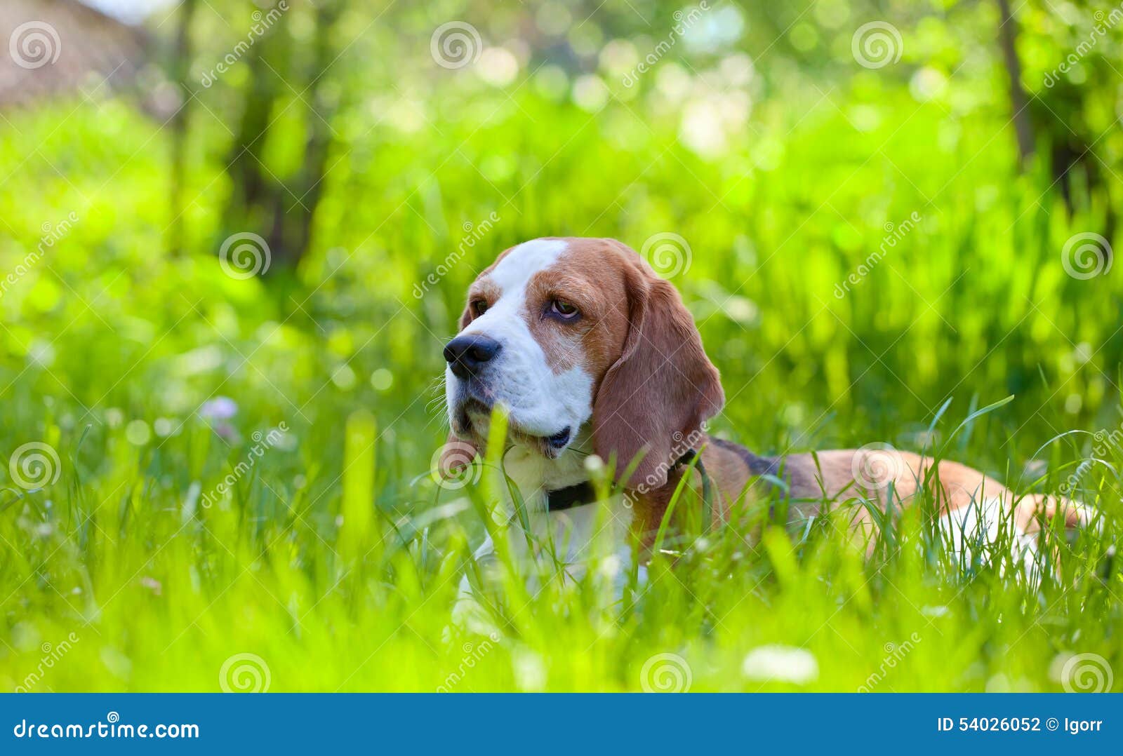 Beagle in forest stock photo. Image of cute, outdoor - 54026052