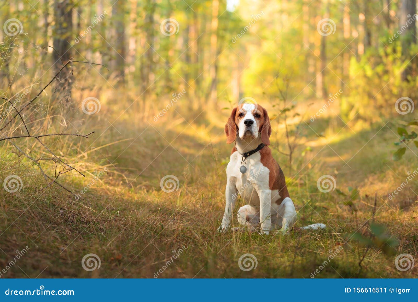 Beagle in forest stock image. Image of bright, friend - 156616511