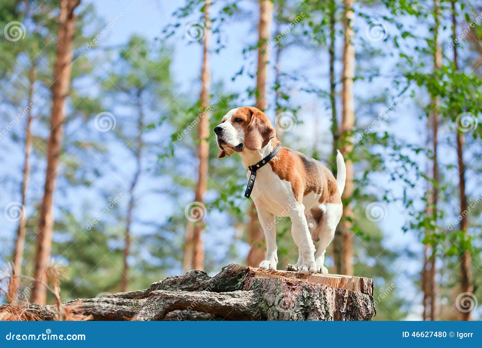 Beagle in forest stock photo. Image of hunter, beautiful - 46627480