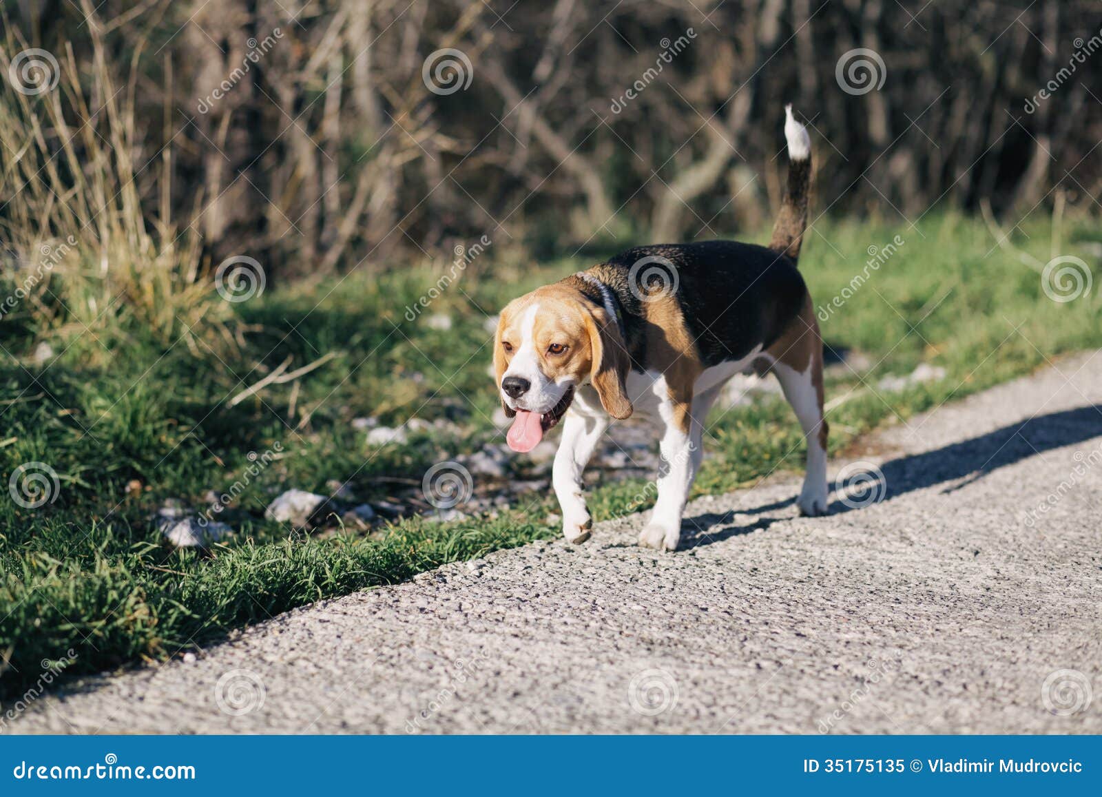 Beagle in forrest stock image. Image of green, tricolour - 35175135