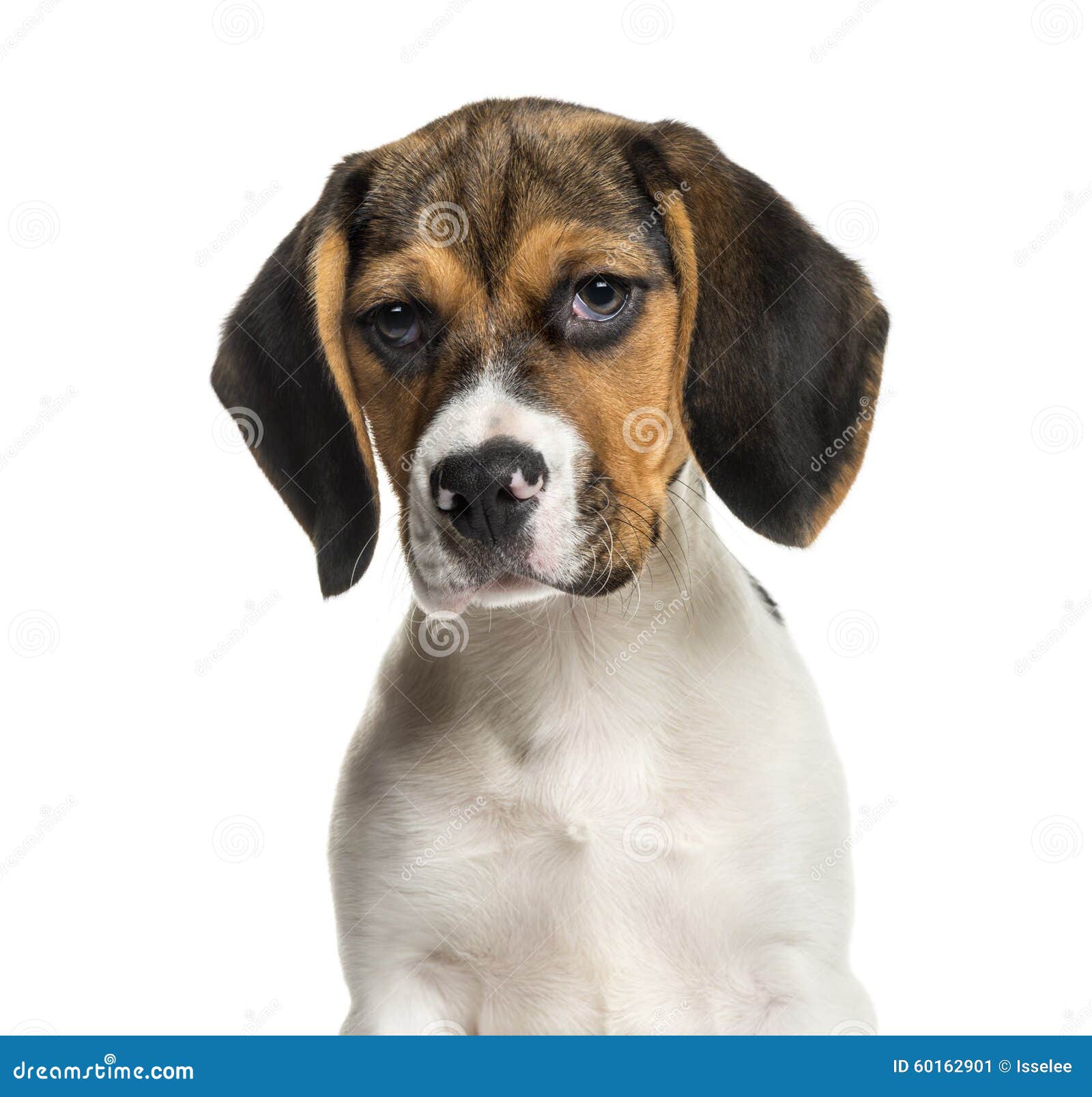 Beagle stock image. Image of beagle, isolated, white - 60162901