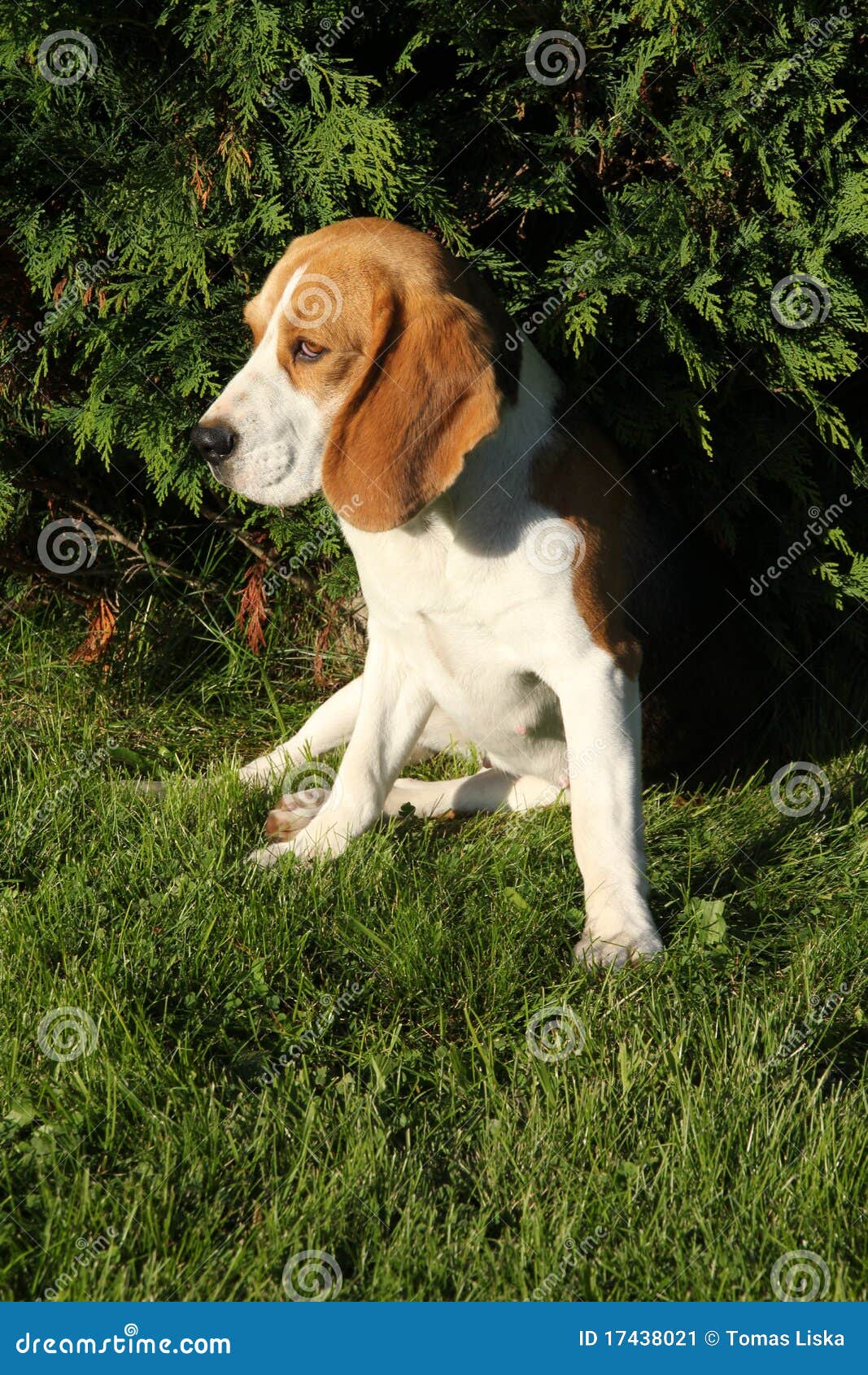 Beagle in the garden stock image. Image of green, bred - 17438021