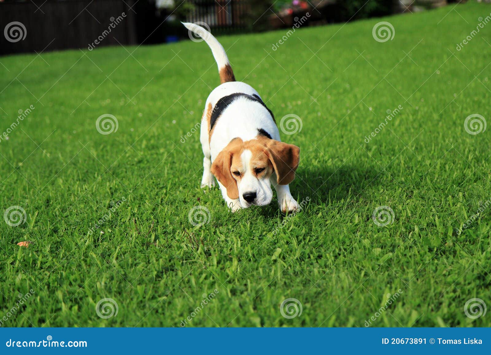 Beagle in the garden stock image. Image of alert, head - 20673891