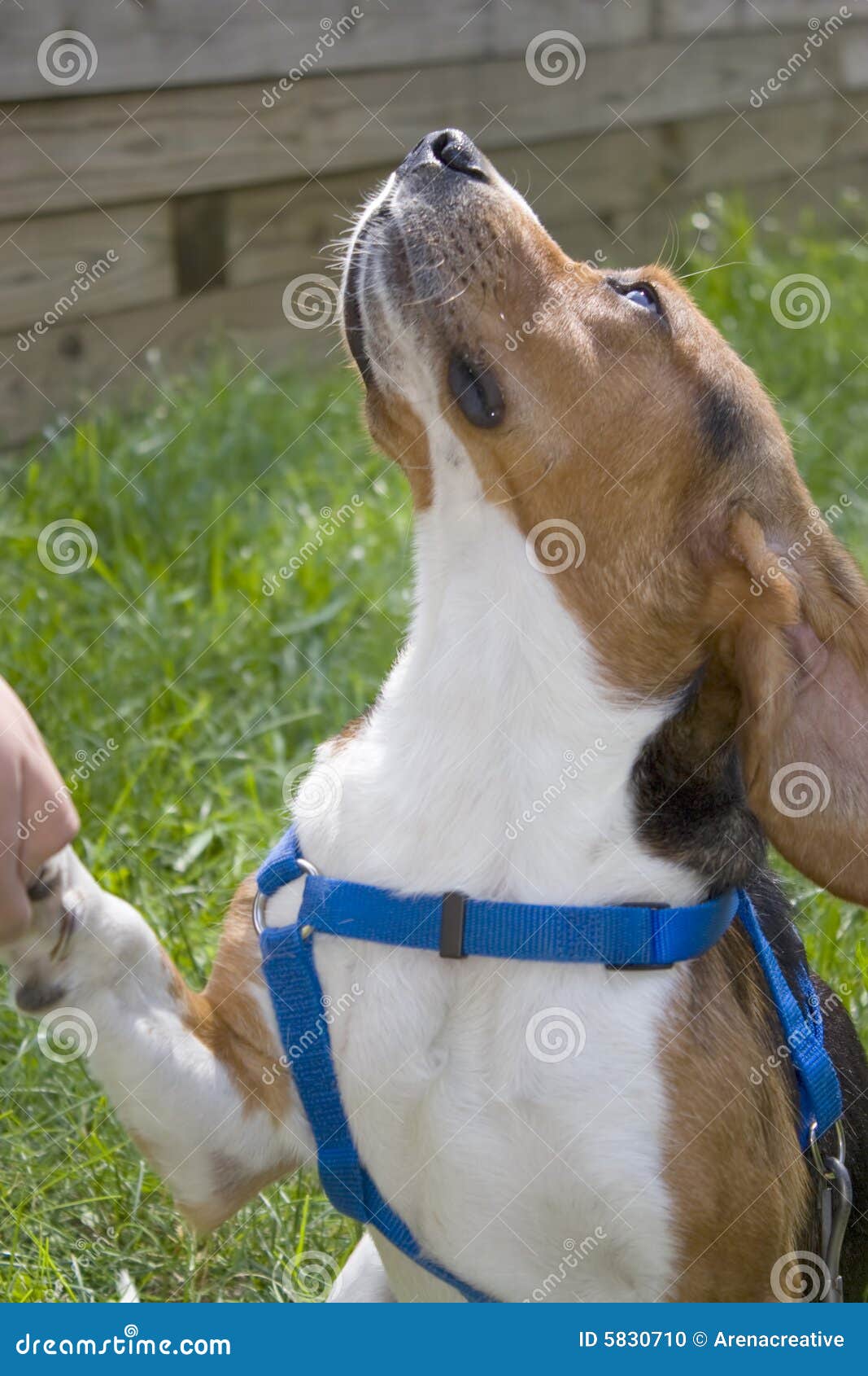 Beagle Giving His Paw stock photo. Image of chain, ground - 5830710