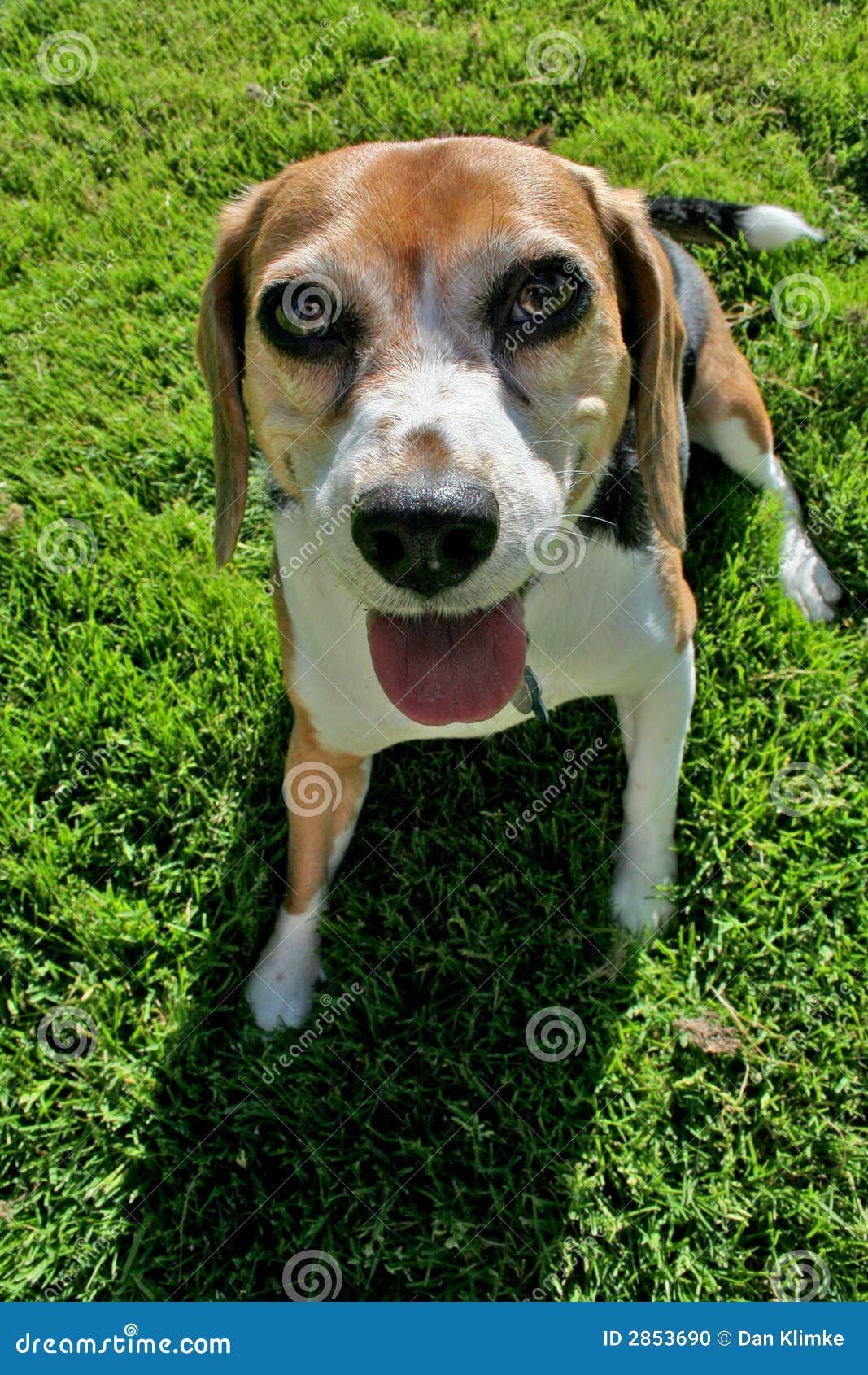 Beagle on grass stock photo. Image of black, hound, doggy - 2853690