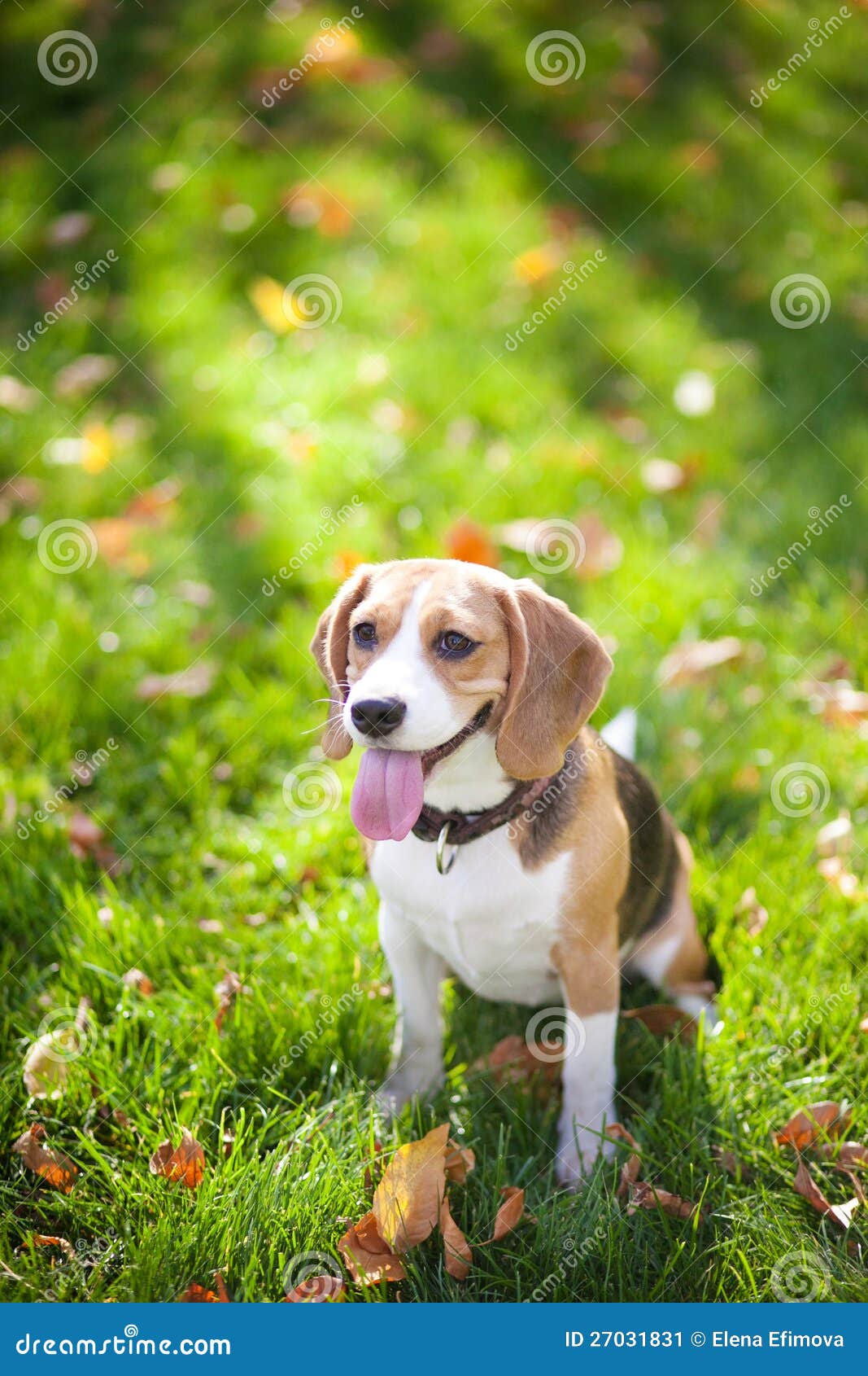 Beagle in green grass stock image. Image of lovely, puppy - 27031831