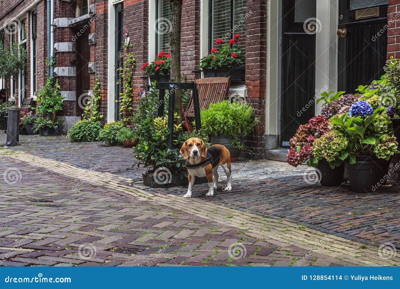 Beagle on Guard in Front of the Door of a House Stock Photo - Image of ...