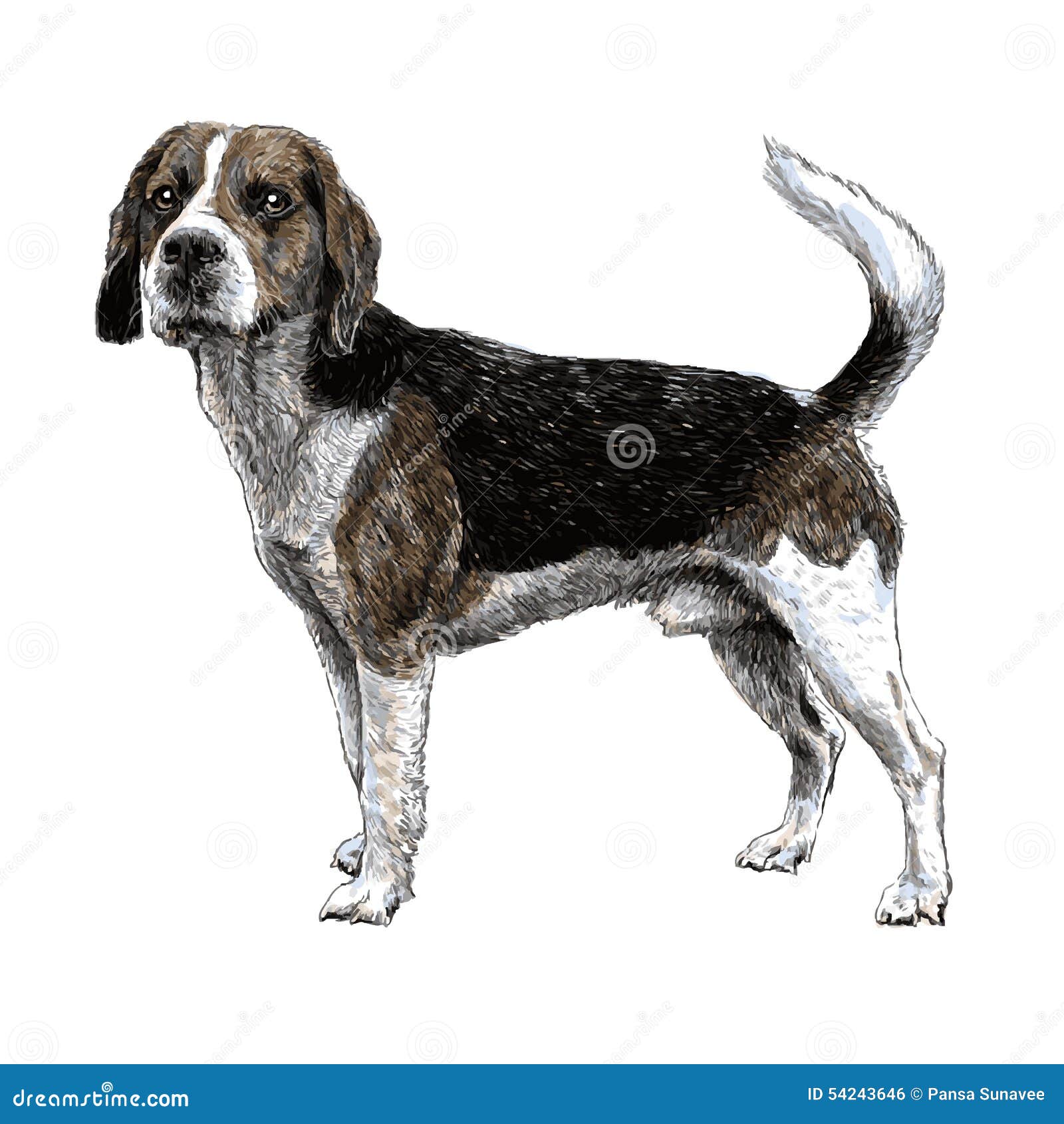 Beagle hand drawn stock photo. Image of furry, drawing - 54243646