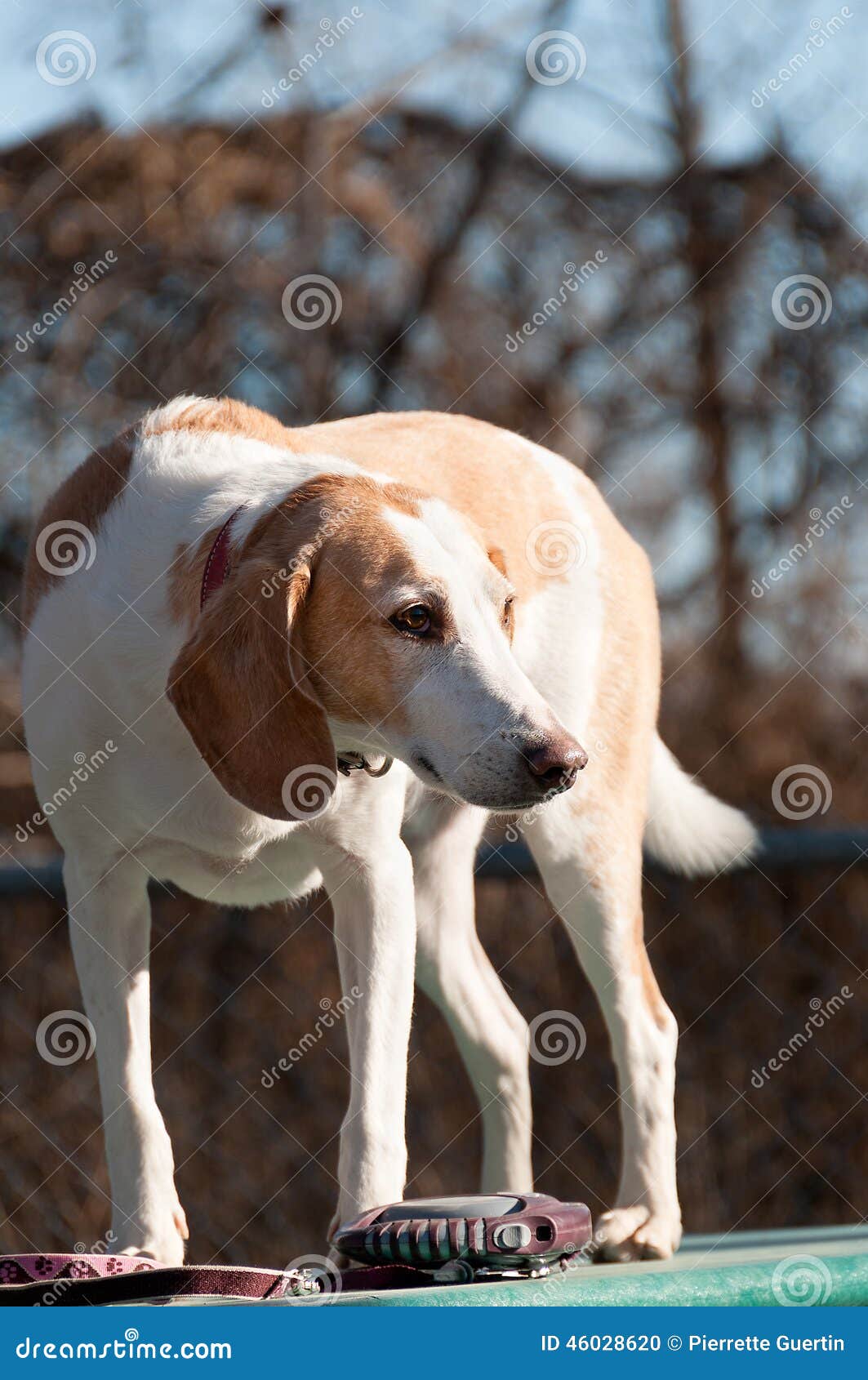 Beagle harrier puppy stock photo. Image of lovely, nose - 46028620