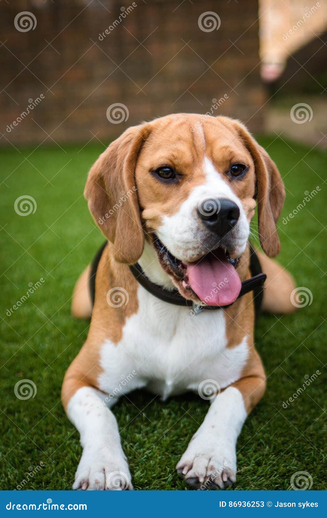 Beagle Having Fun Laying Down Stock Image - Image of lovable, outdoor ...