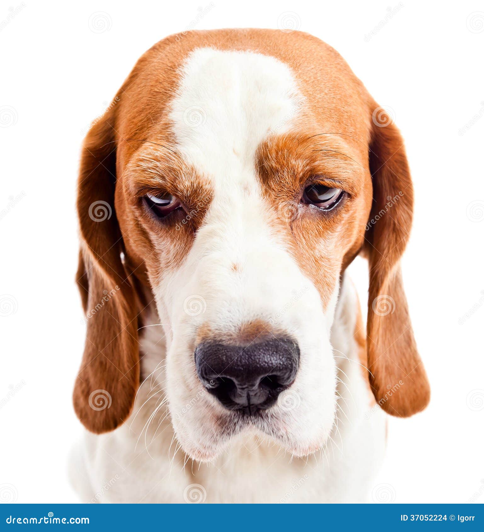 Beagle stock photo. Image of isolated, cute, front, mammal - 37052224