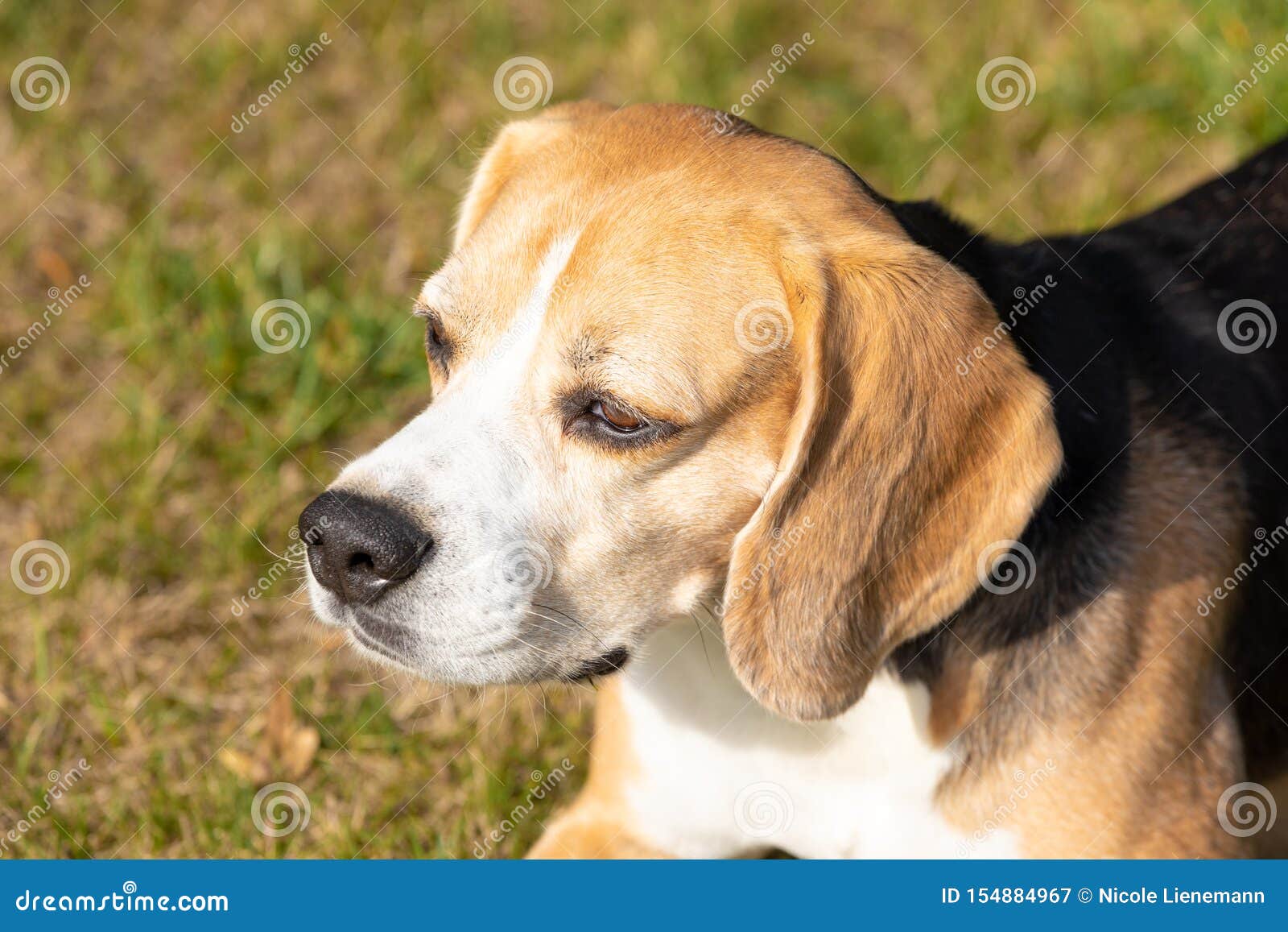 Beagle Head Portrait in the Grass Stock Image - Image of beagle, happy ...