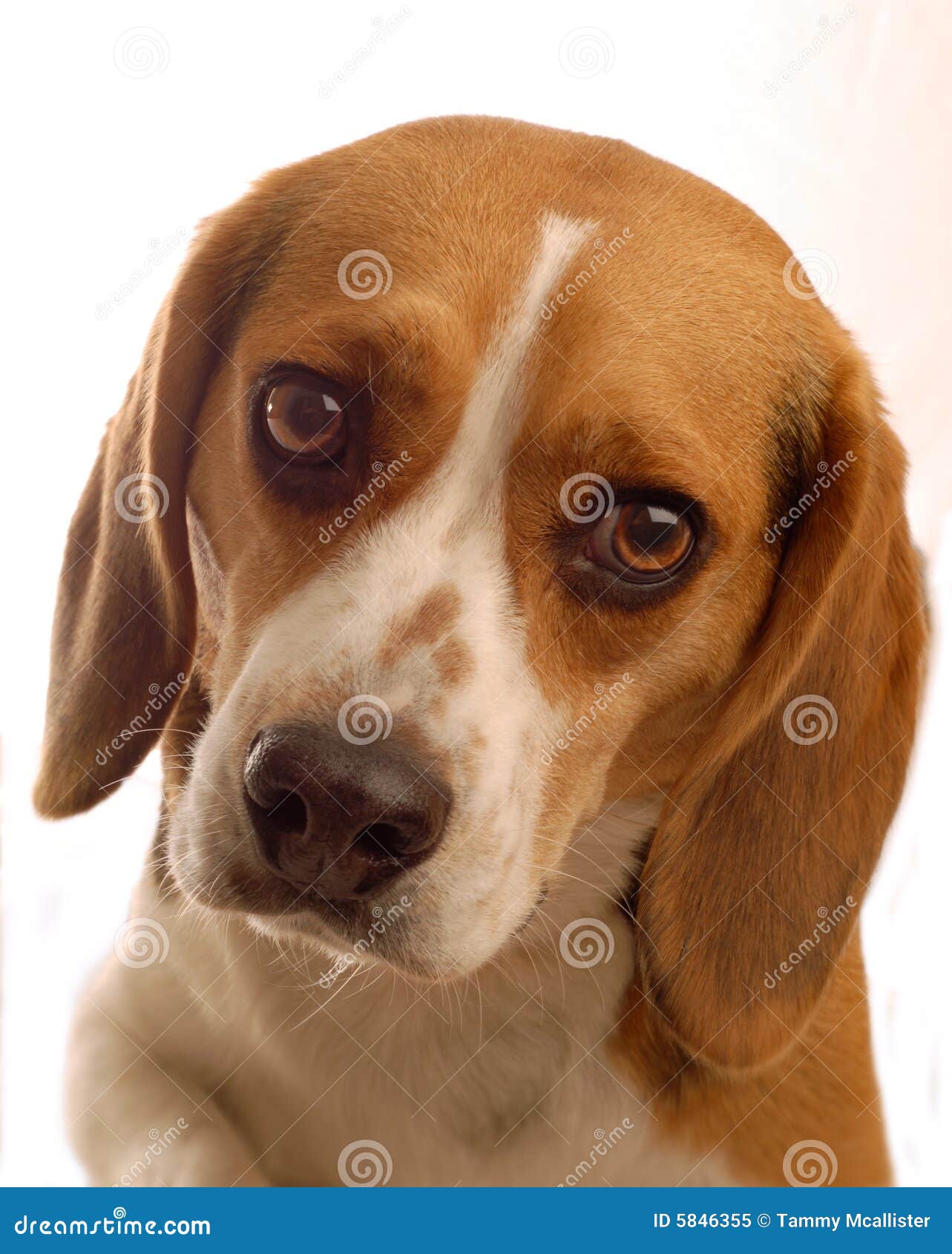 863 Beagle Head Shot Photos - Free & Royalty-Free Stock Photos from ...