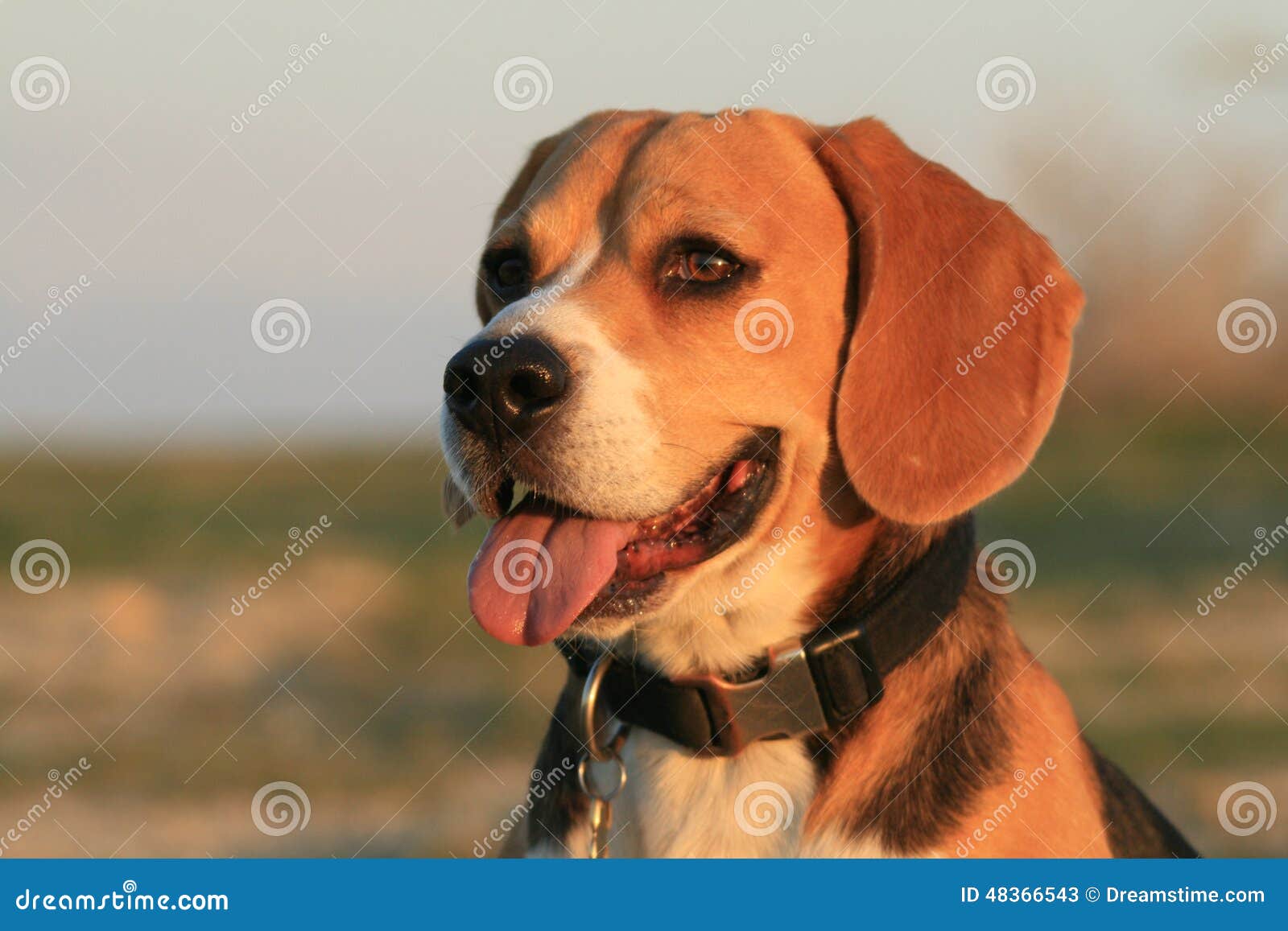 Beagle Head Shot stock image. Image of twilight, long - 48366543