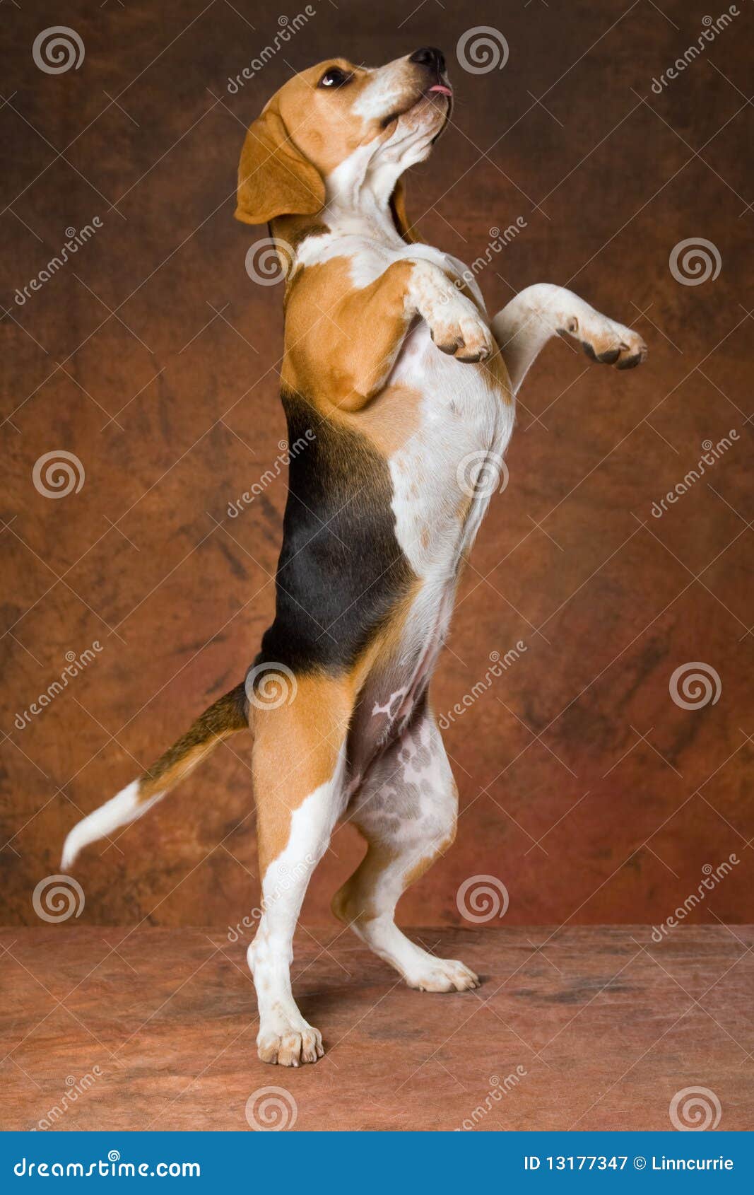 Beagle Body Language What Are They Saying