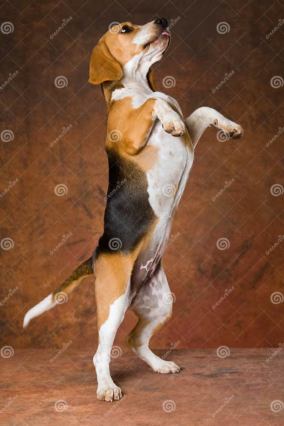 Beagle on Hind Legs Begging Stock Image - Image of pretty, pups: 13177347