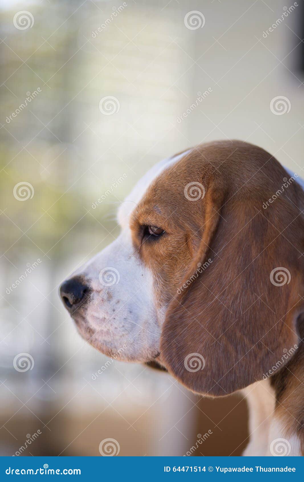 Beagle with his big ear stock photo. Image of adorable - 64471514