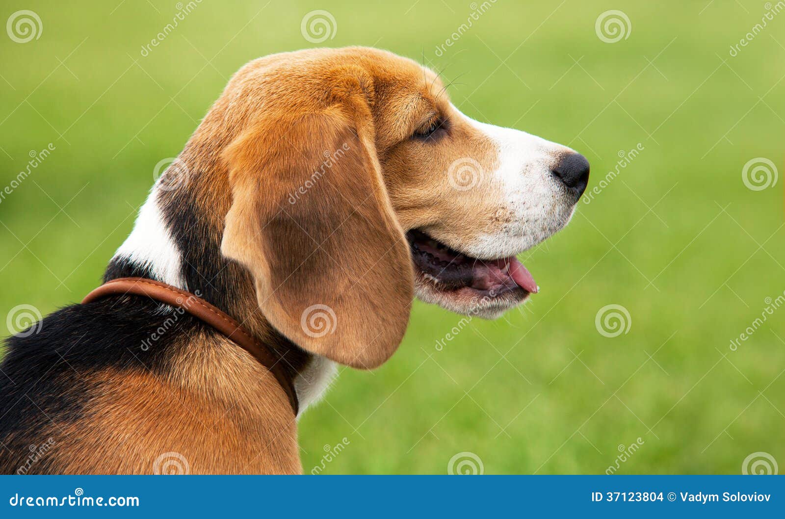 Beagle Hunter Dog on the Grass Stock Photo - Image of leisure ...