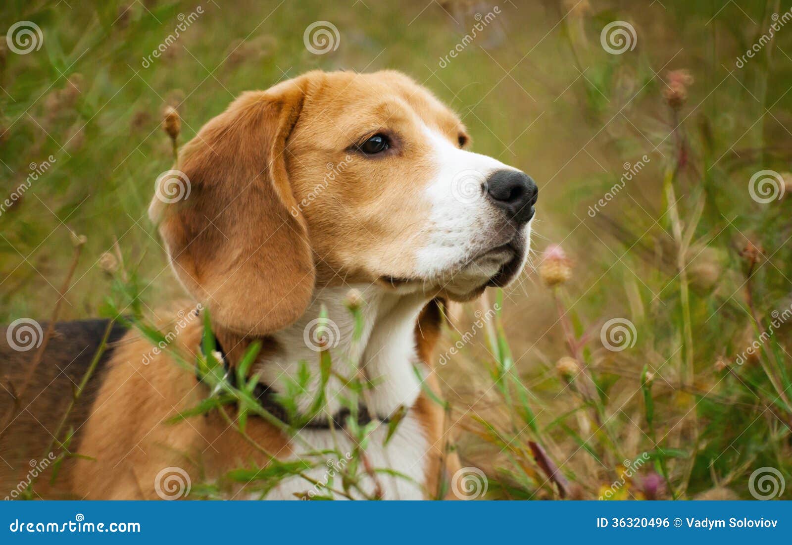 Beagle Hunter Dog Lies Quietly in the Grass Stock Photo - Image of ...