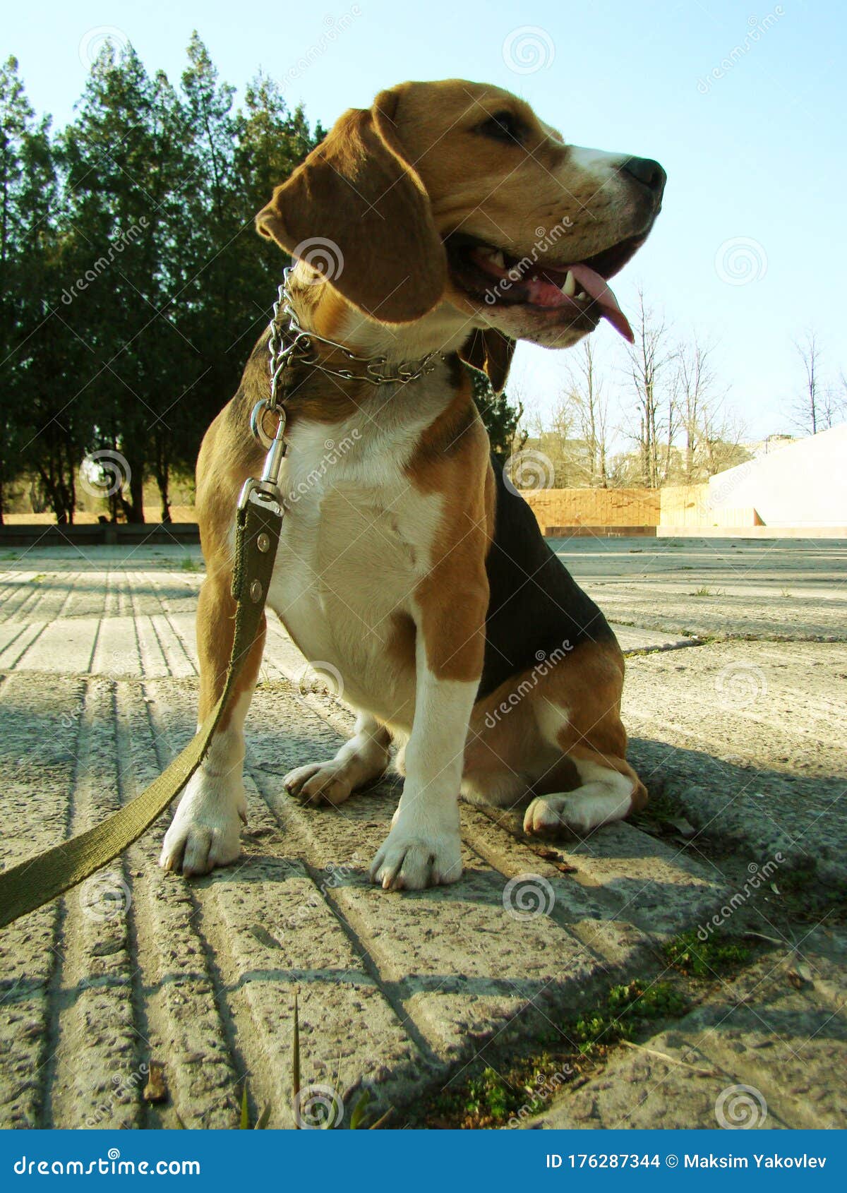 Beagle stock photo. Image of hunting, security, beagle - 176287344