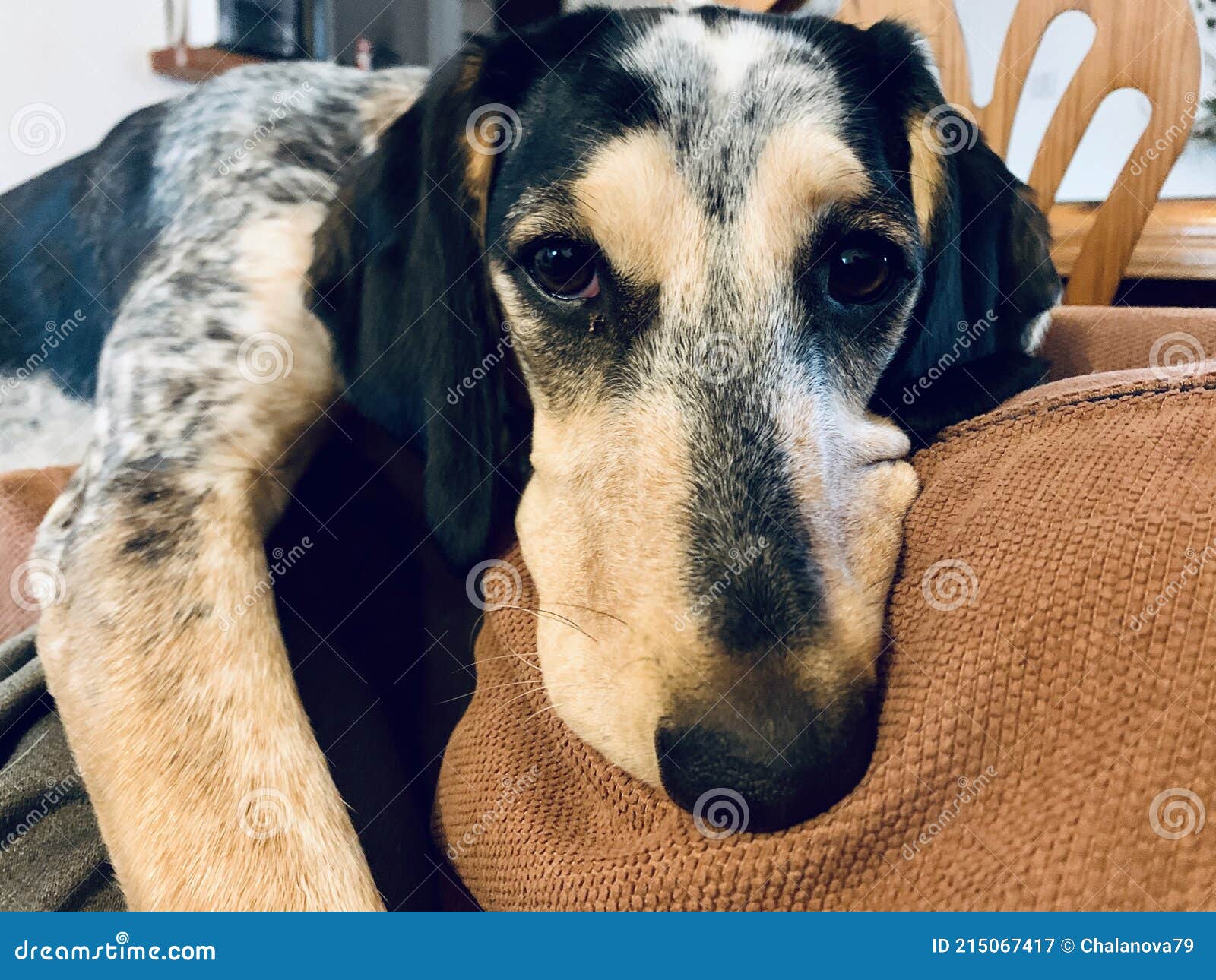 Beagle Hunting Dog Looking Pitiful Upset on Sofa Stock Image - Image of ...