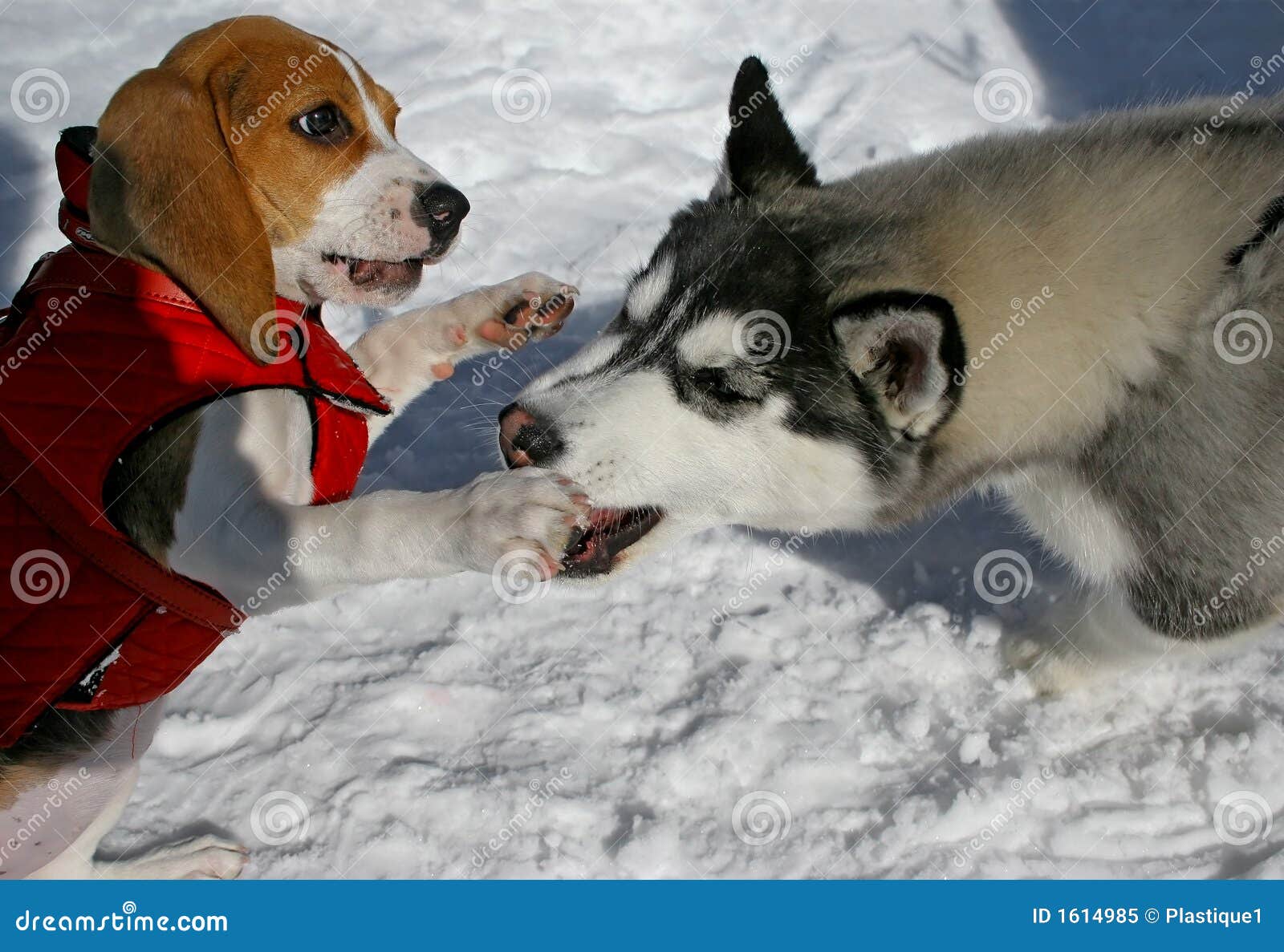Beagle and husky stock image. Image of play, snow, bite - 1614985