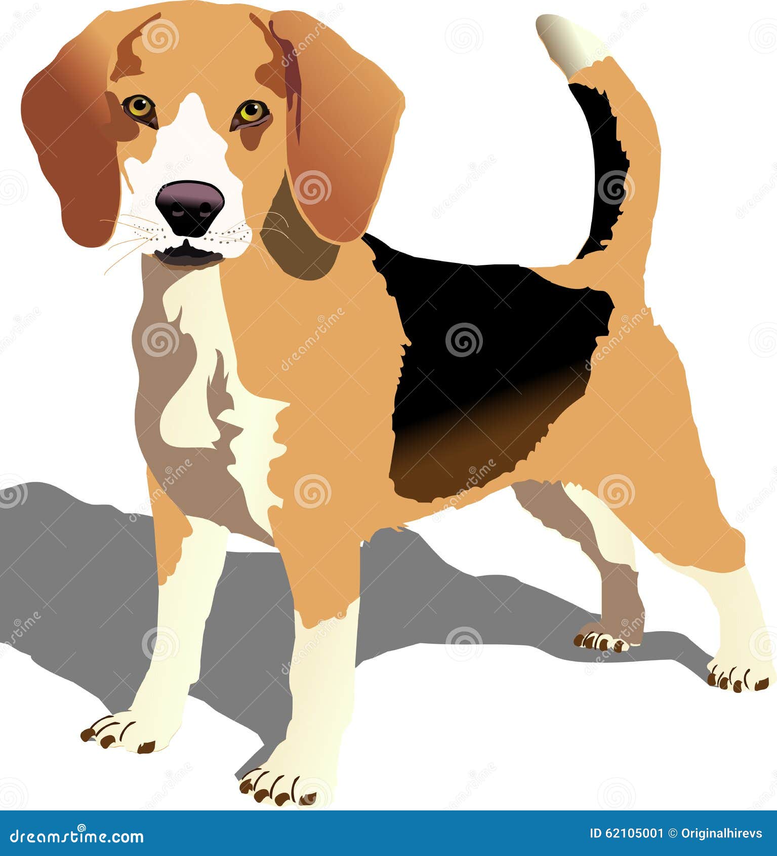 Beagle stock vector. Illustration of beagle, standing - 62105001