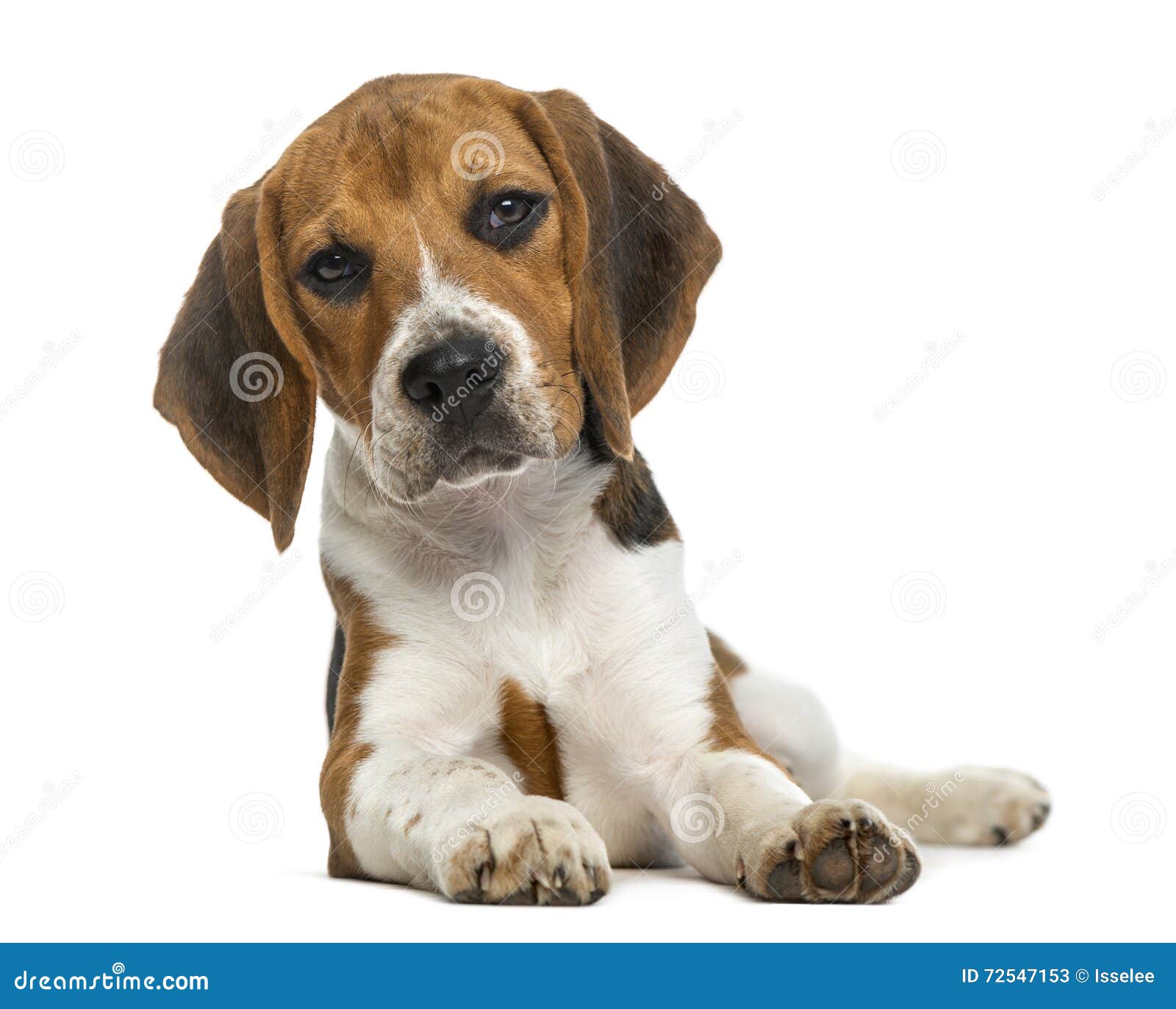 Beagle isolated on white stock image. Image of lying - 72547153