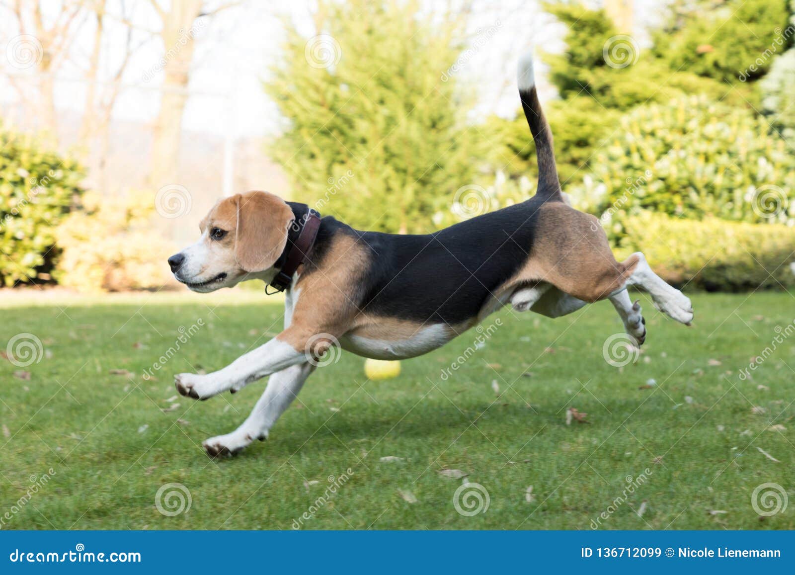 Beagle jumping outdoor stock image. Image of animal - 136712099