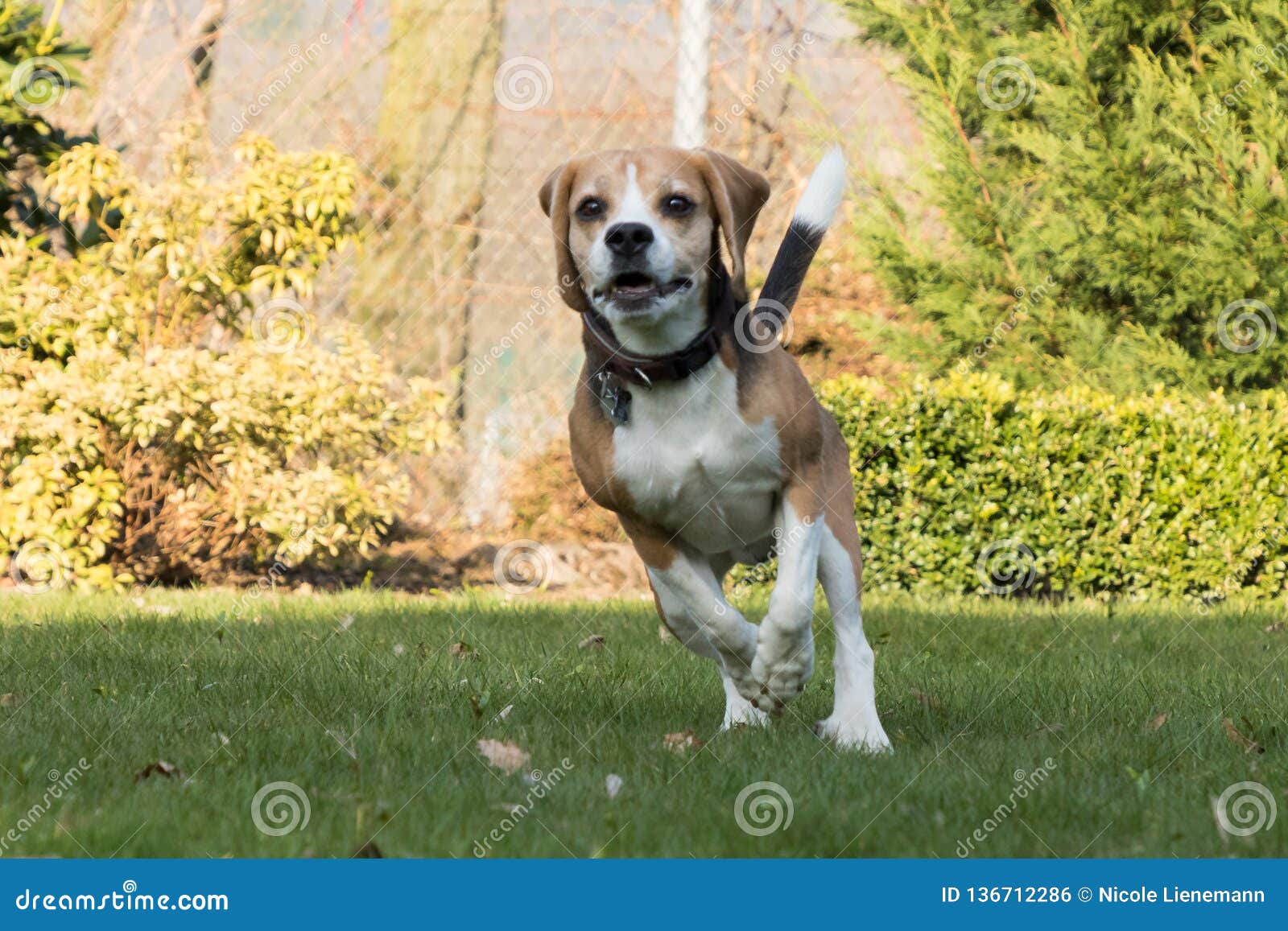 Beagle jumping outdoor stock photo. Image of animal - 136712286