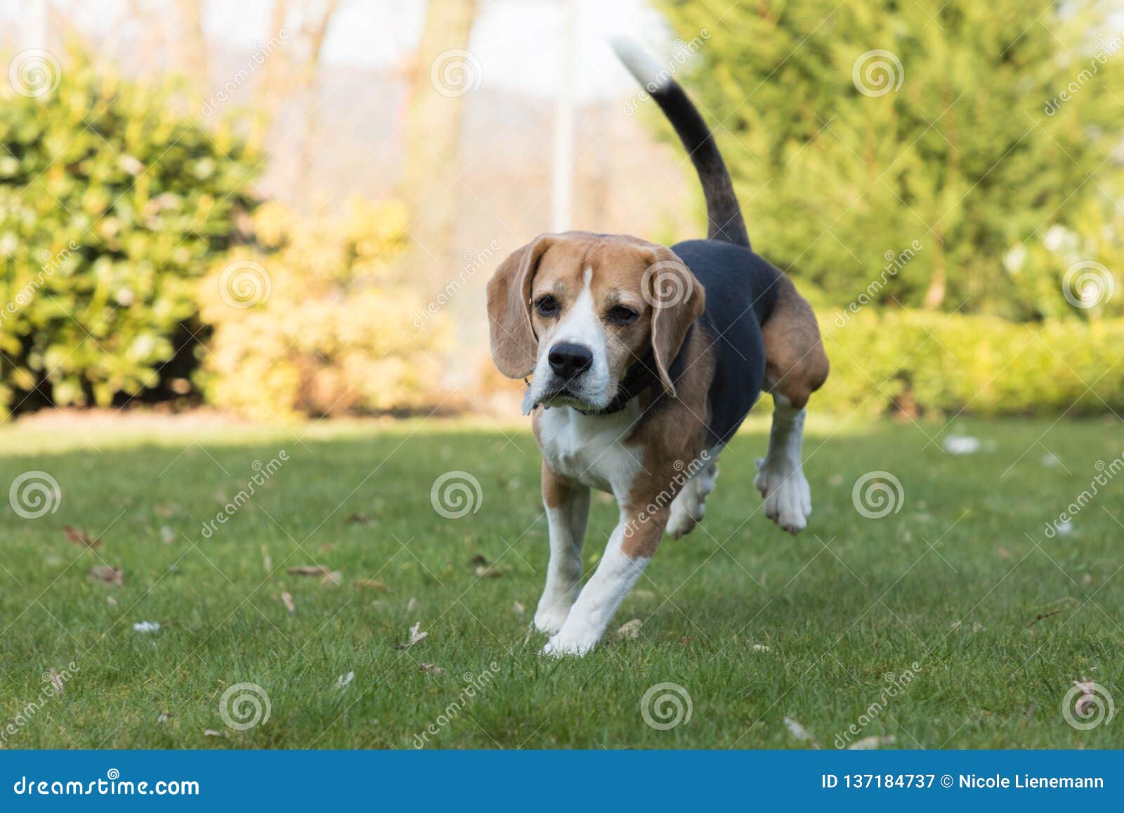 Beagle jumping outdoor stock image. Image of sweet, jump - 137184737