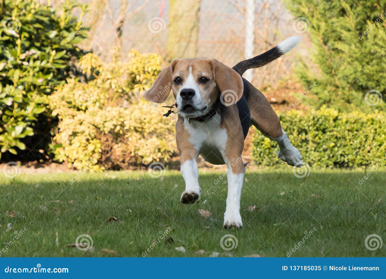 Beagle jumping outdoor stock image. Image of jump, play - 137185035