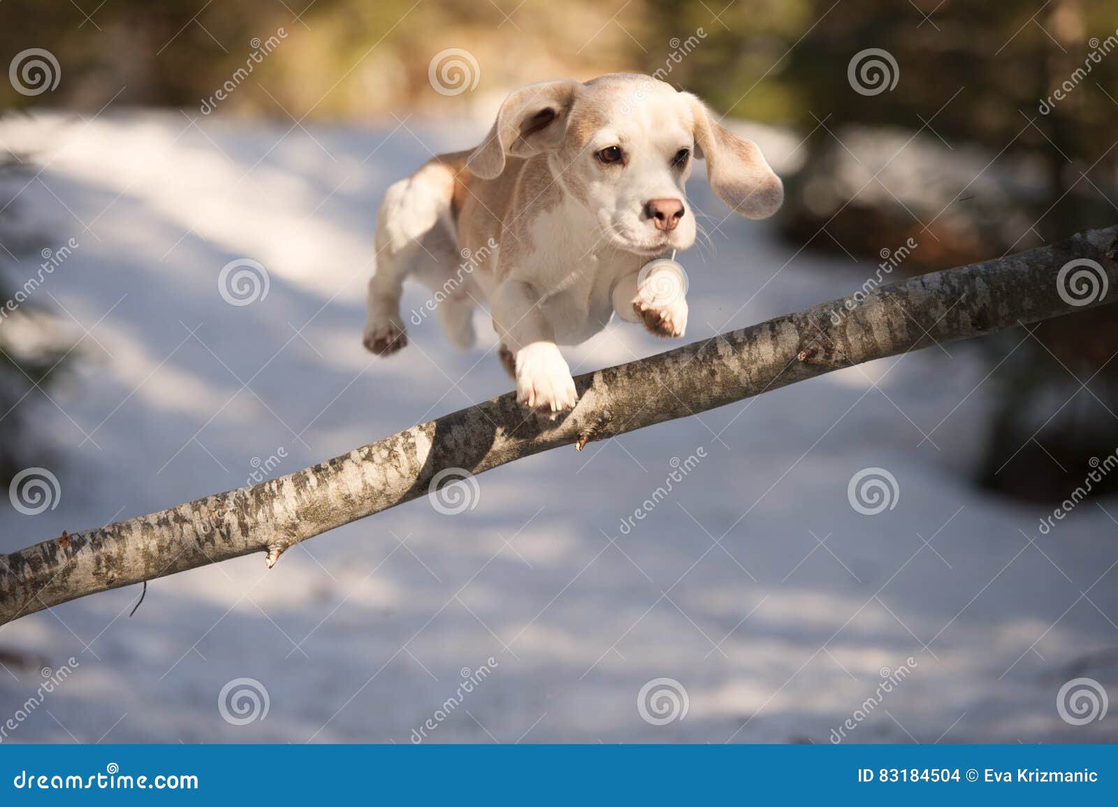 Beagle Jumping Over Obstacle Stock Photo - Image of healthy, jumping ...