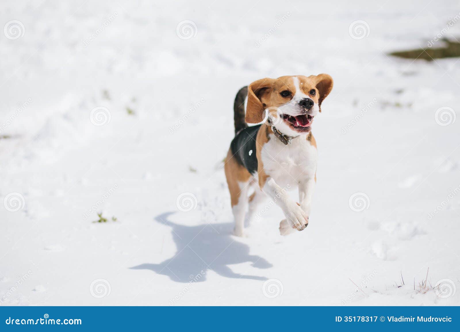 Beagle jumping in snow stock image. Image of running - 35178317