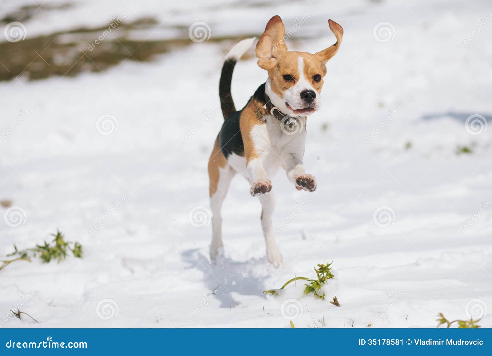 Beagle jumping in snow stock image. Image of holding - 35178581