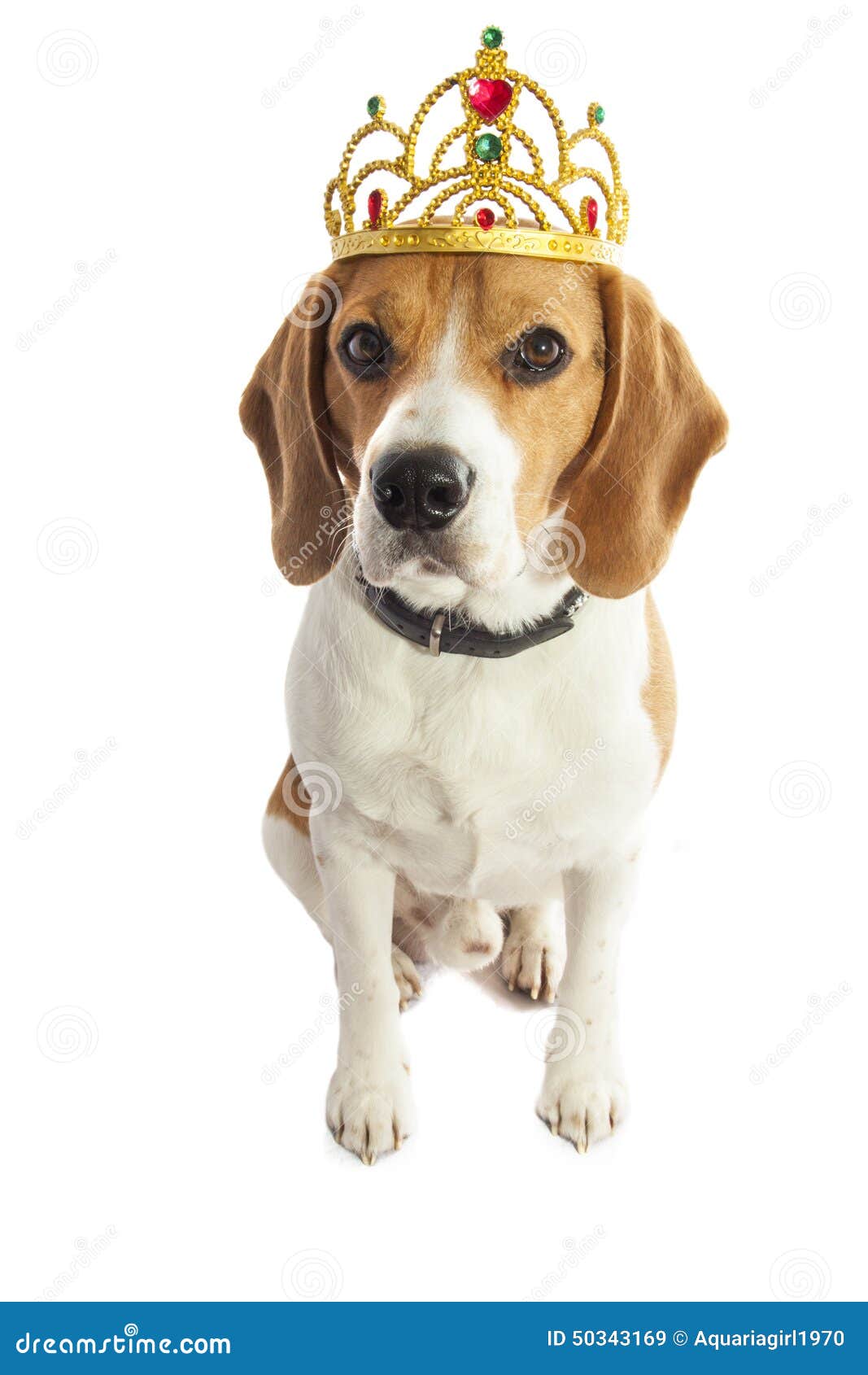 Royal Beagle Photos - Free & Royalty-Free Stock Photos from Dreamstime