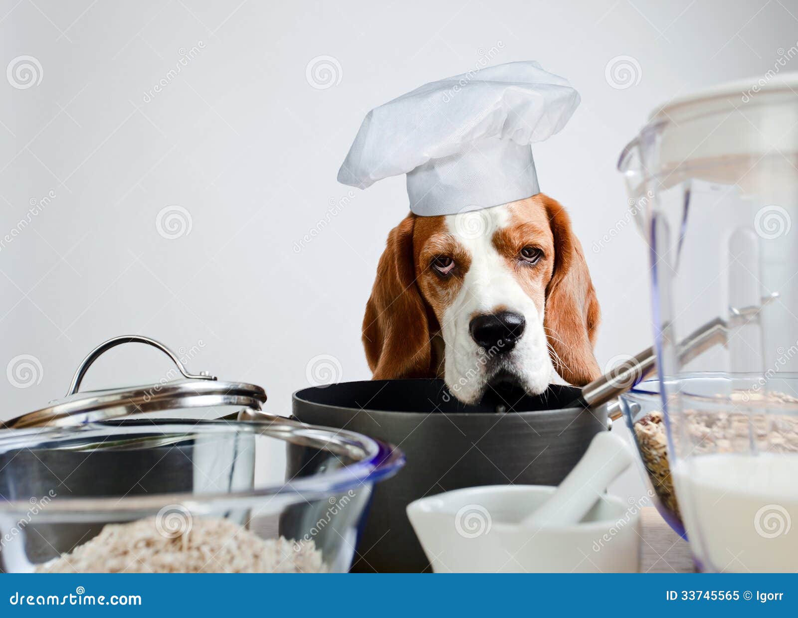 Beagle in kitchen stock image. Image of modern, hungry - 33745565