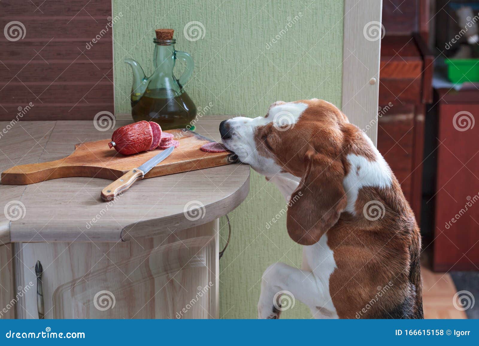 Hungry Beagle Steals Sausage from the Table Stock Photo - Image of ...