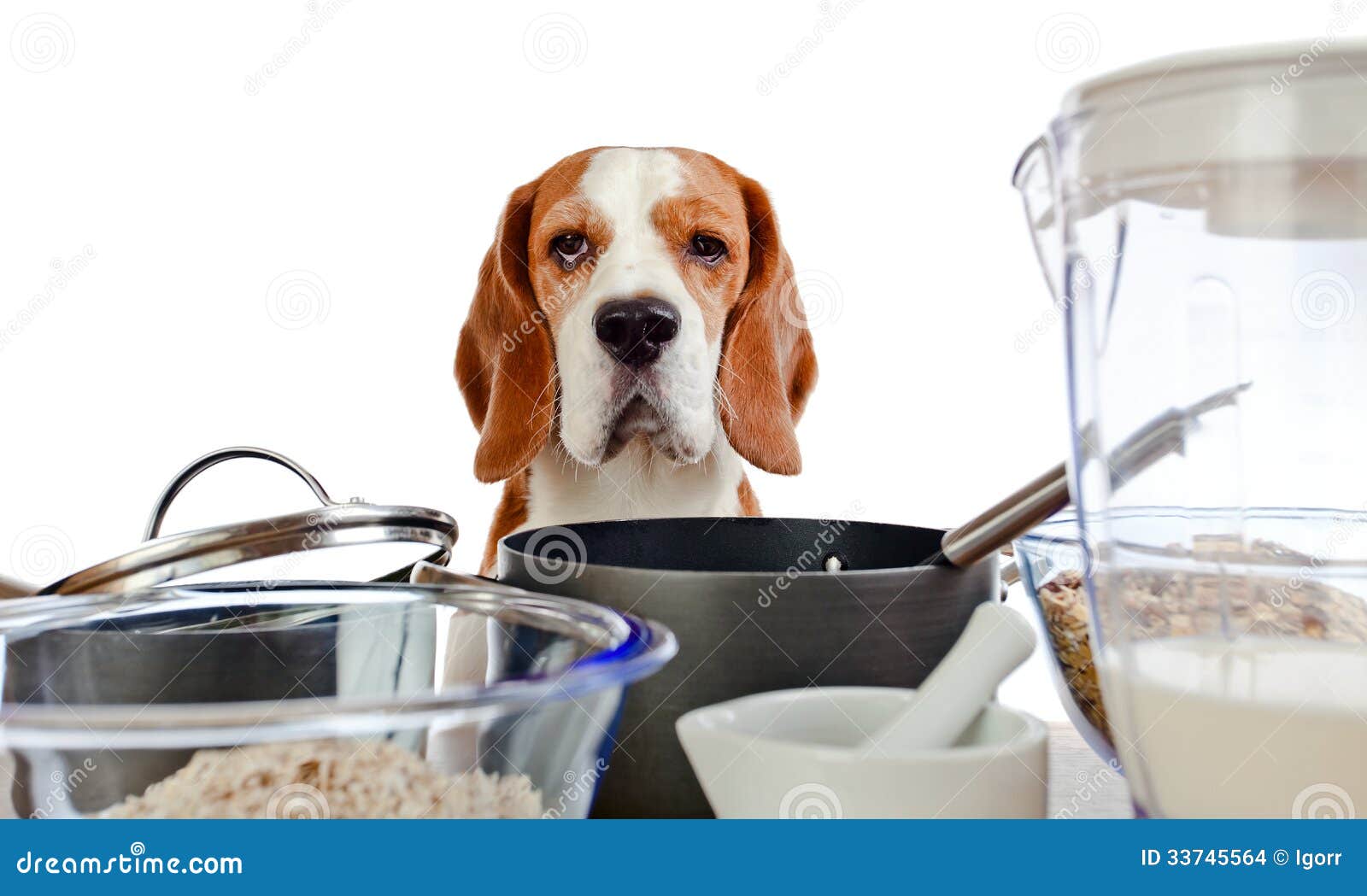 552 Beagle Behind Stock Photos - Free & Royalty-Free Stock Photos from ...