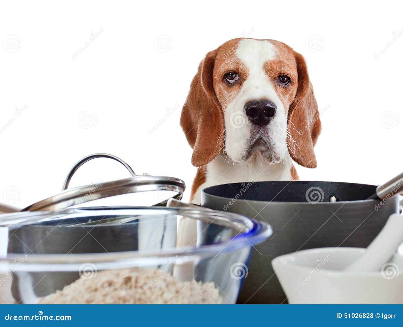 Beagle in kitchen stock photo. Image of food, brown, indoor - 51026828