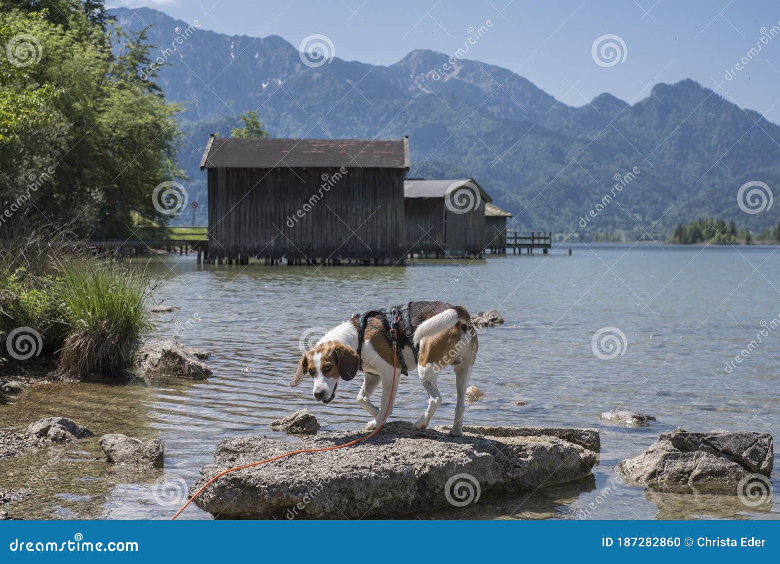 Beagle on Kochel lake stock photo. Image of kochelsee - 187282860