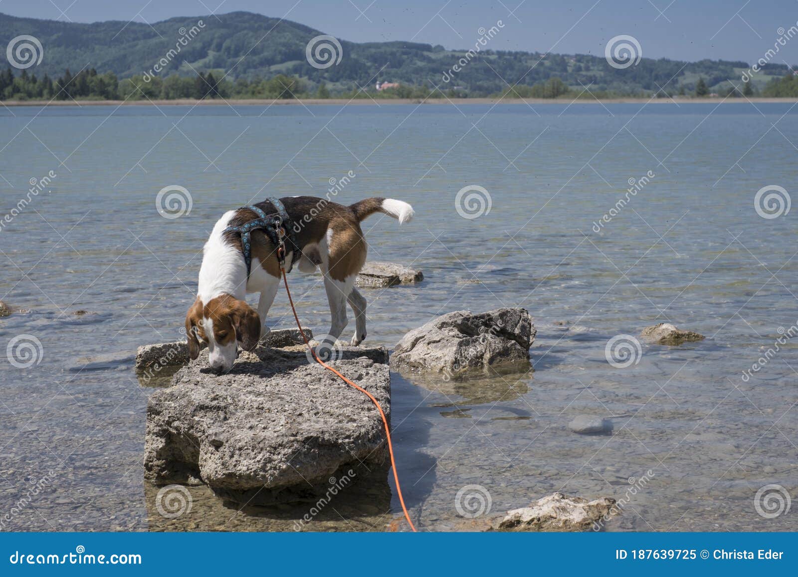 Beagle on Kochel lake stock image. Image of small, bavaria - 187639725
