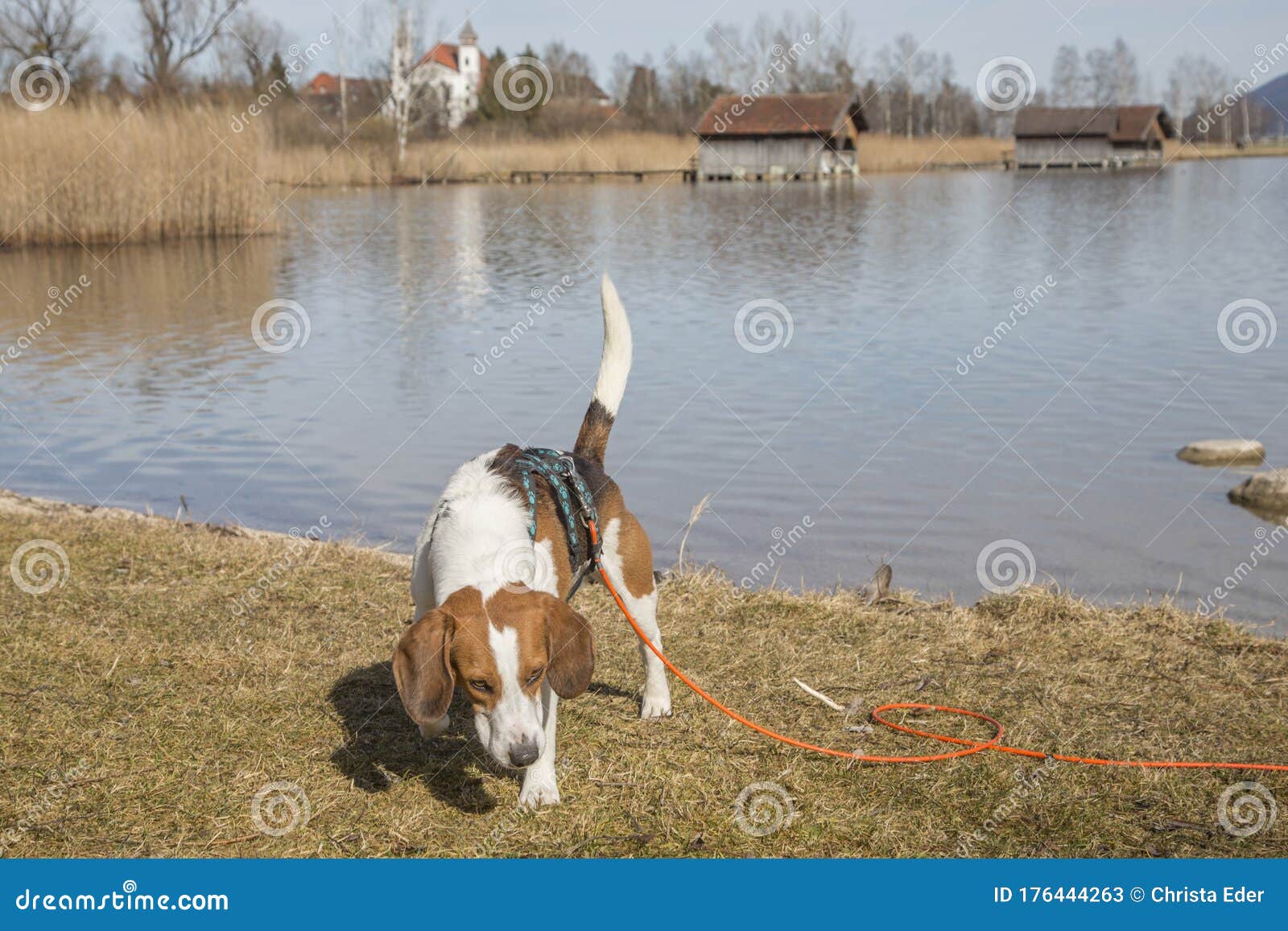 Beagle at lake Kochel stock image. Image of voralpenland - 176444263
